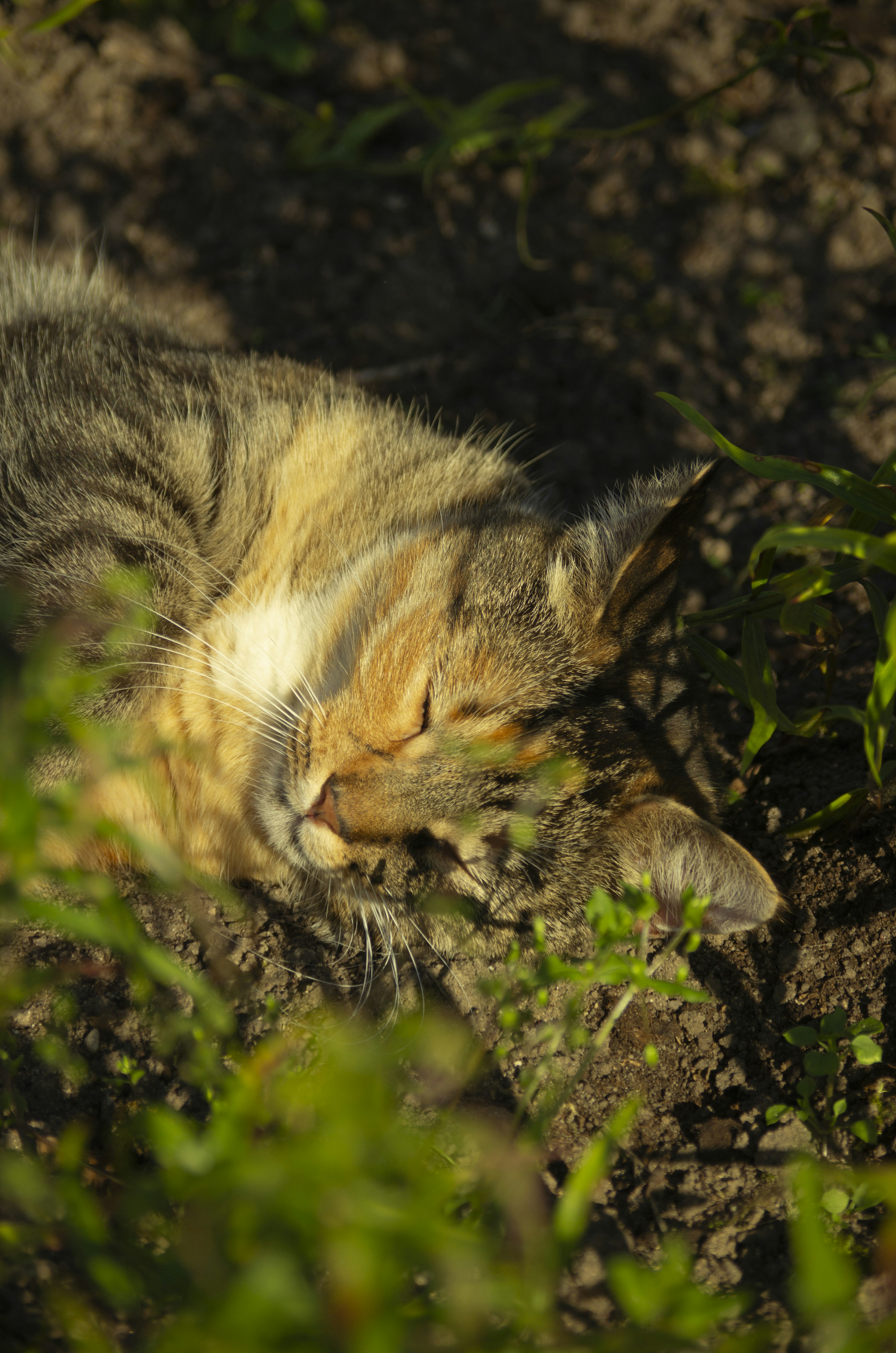 Serene Slumber in Nature's Embrace