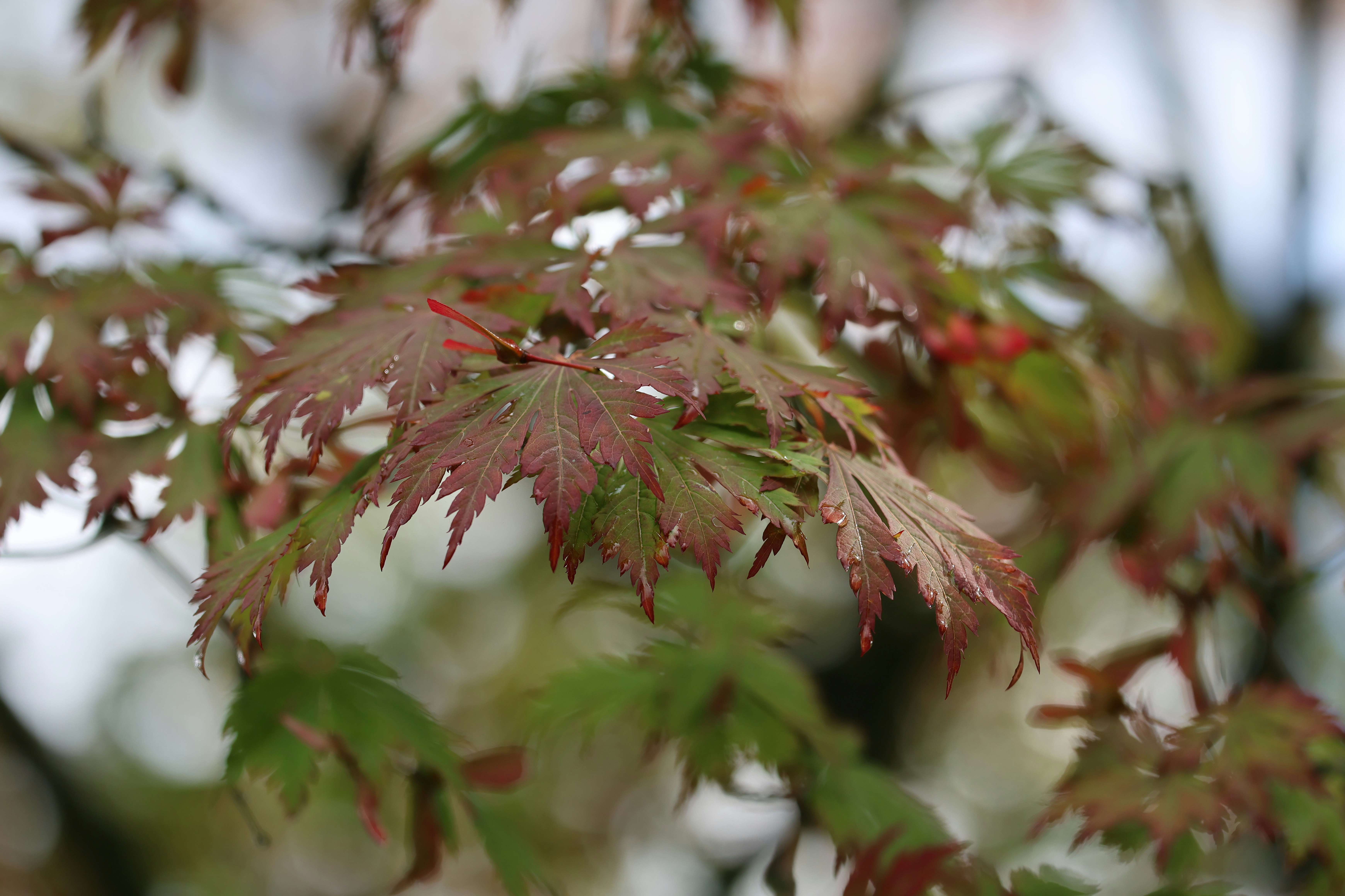 Autumn Maple Fronds in Soft Focus Bloom