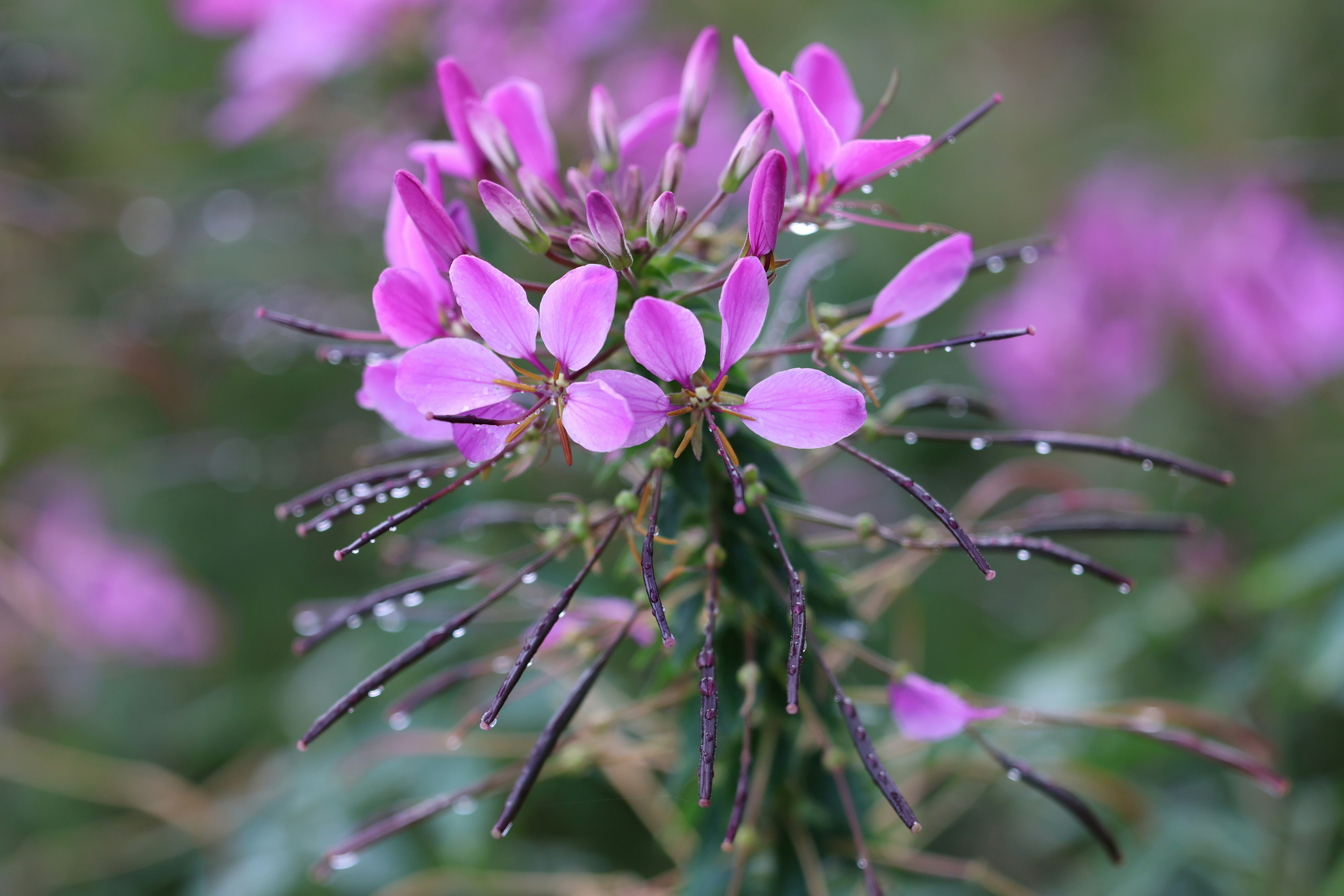 Pink Umbel in Focus: A Close-Up of a Flowering Cluster