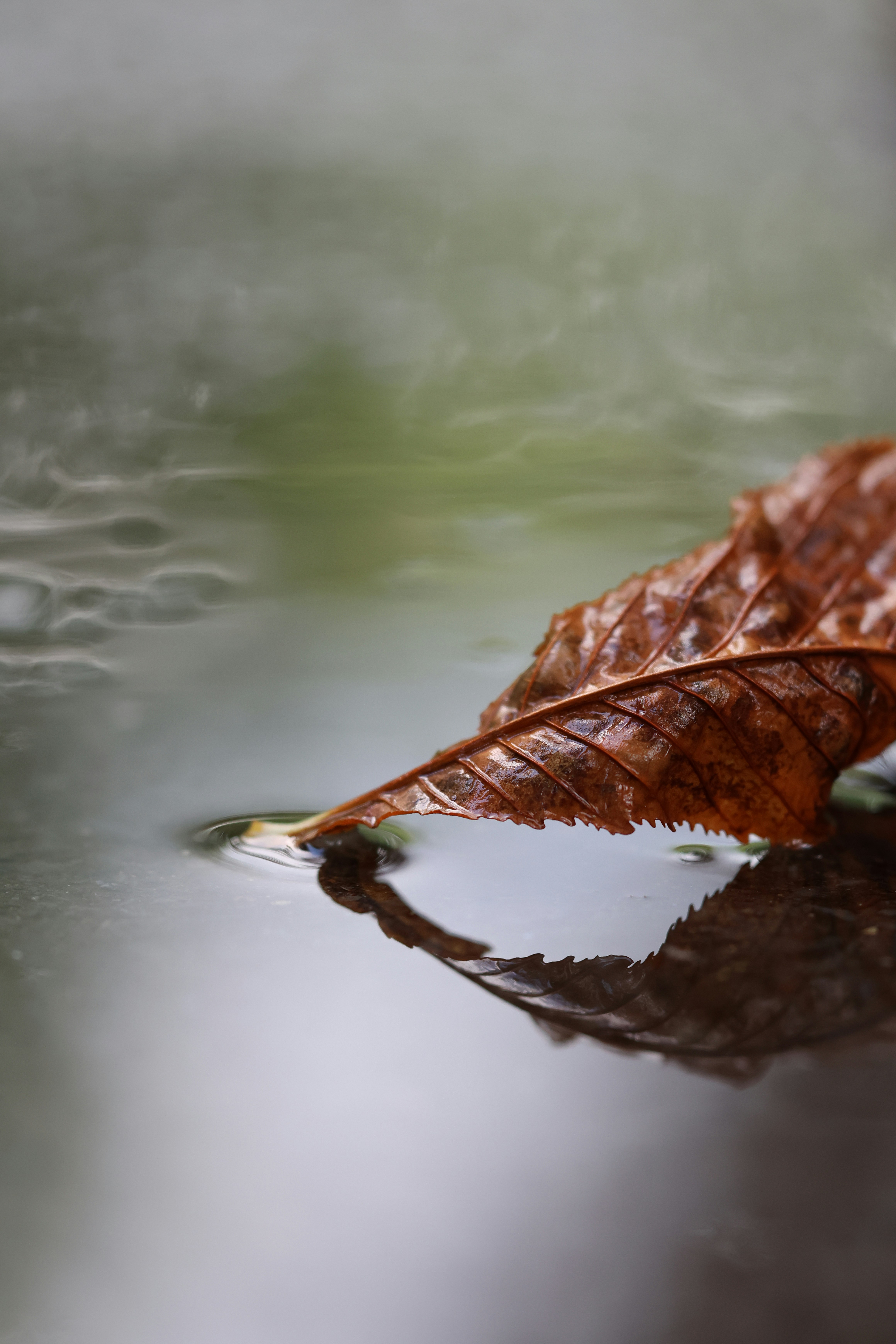 Whispers of Autumn: A Leaf's Reflection