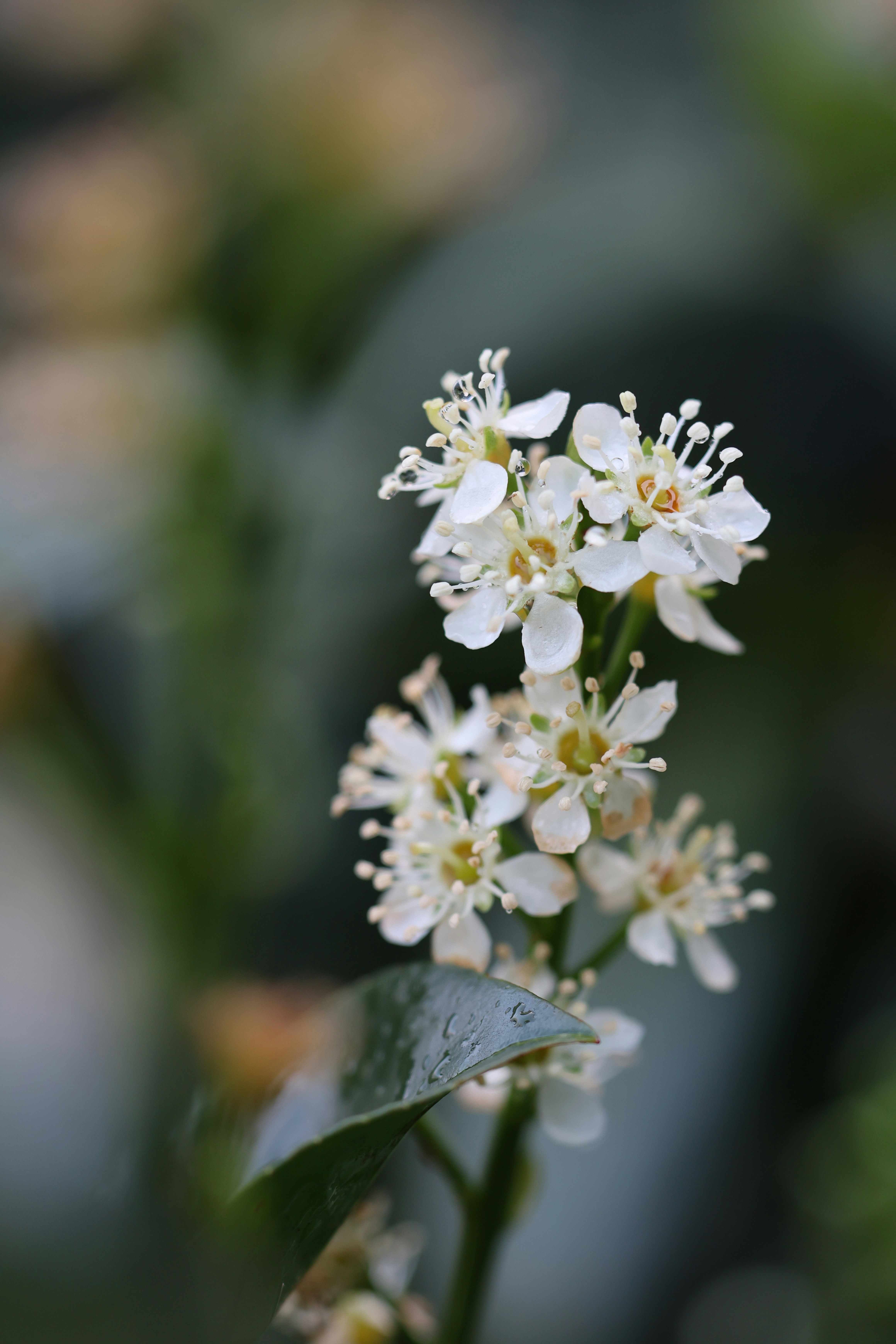 Cluster of white flowers with intricate details, set against a blurred green background. The composition emphasizes the fragility and beauty of nature.