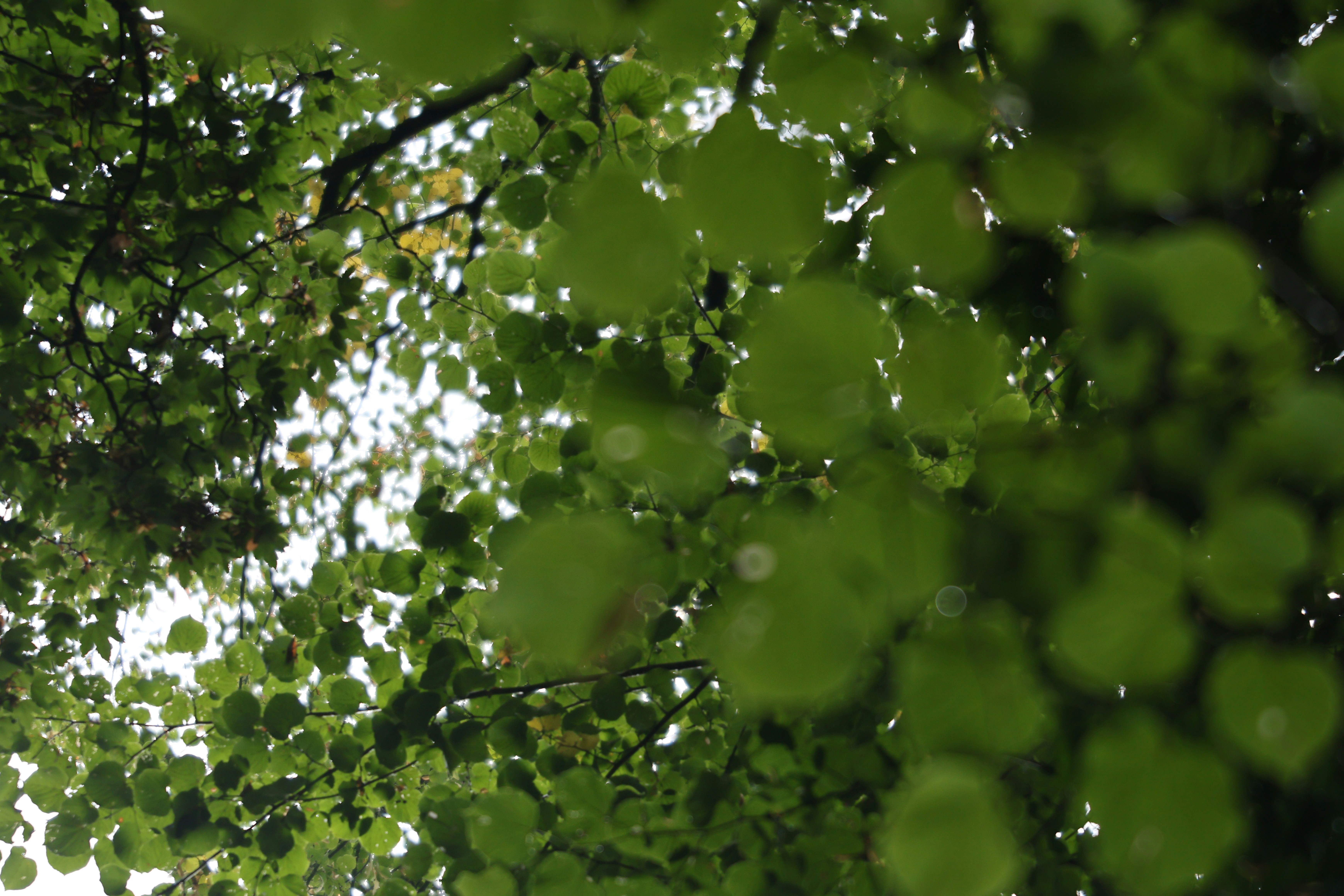 Sunlight filters through a dense canopy of vibrant green leaves, creating a natural mosaic of light and shadow.