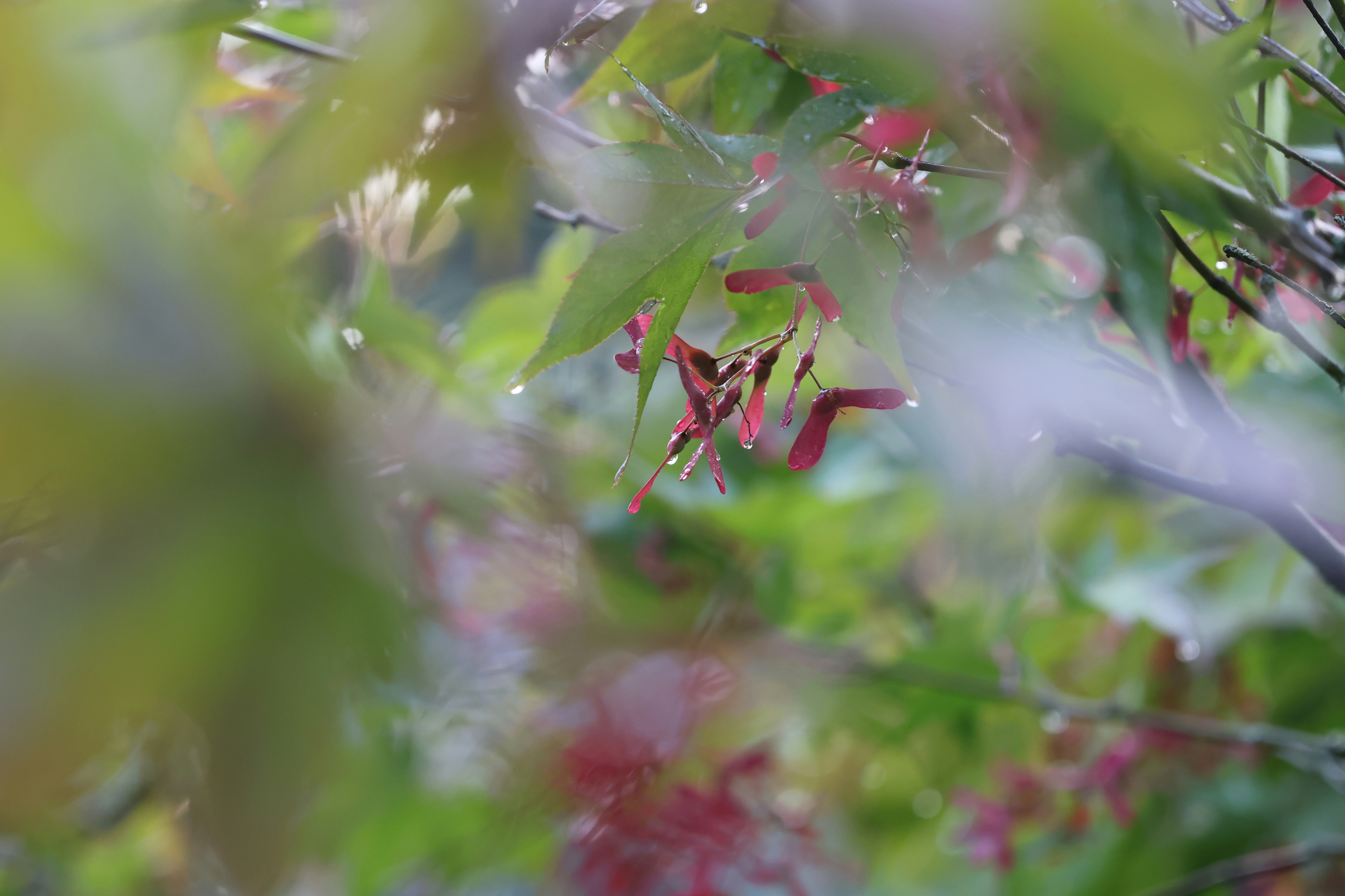 Whispers of Autumn: Nature's Subtle Palette