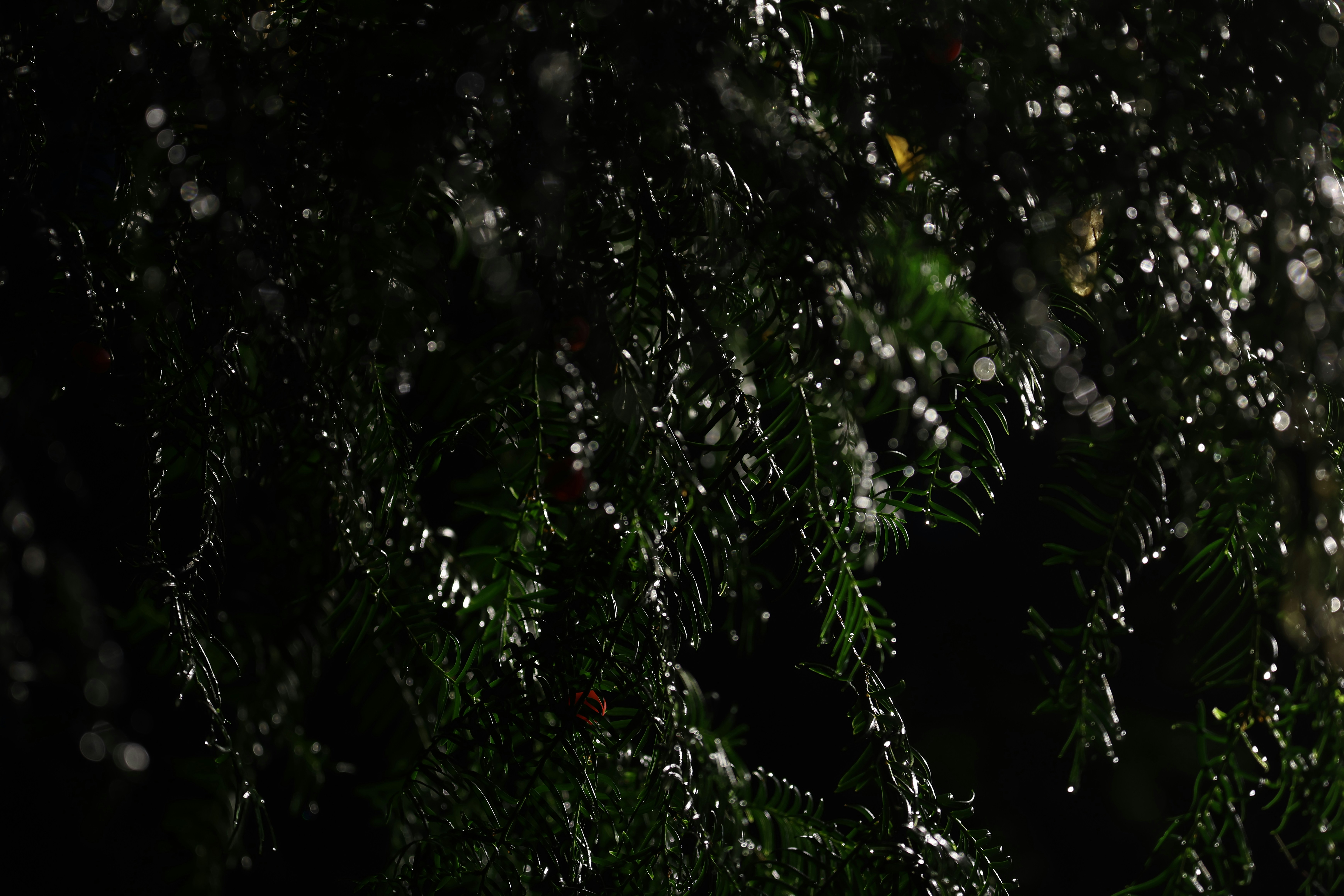 Whispers of Rain on Evergreen