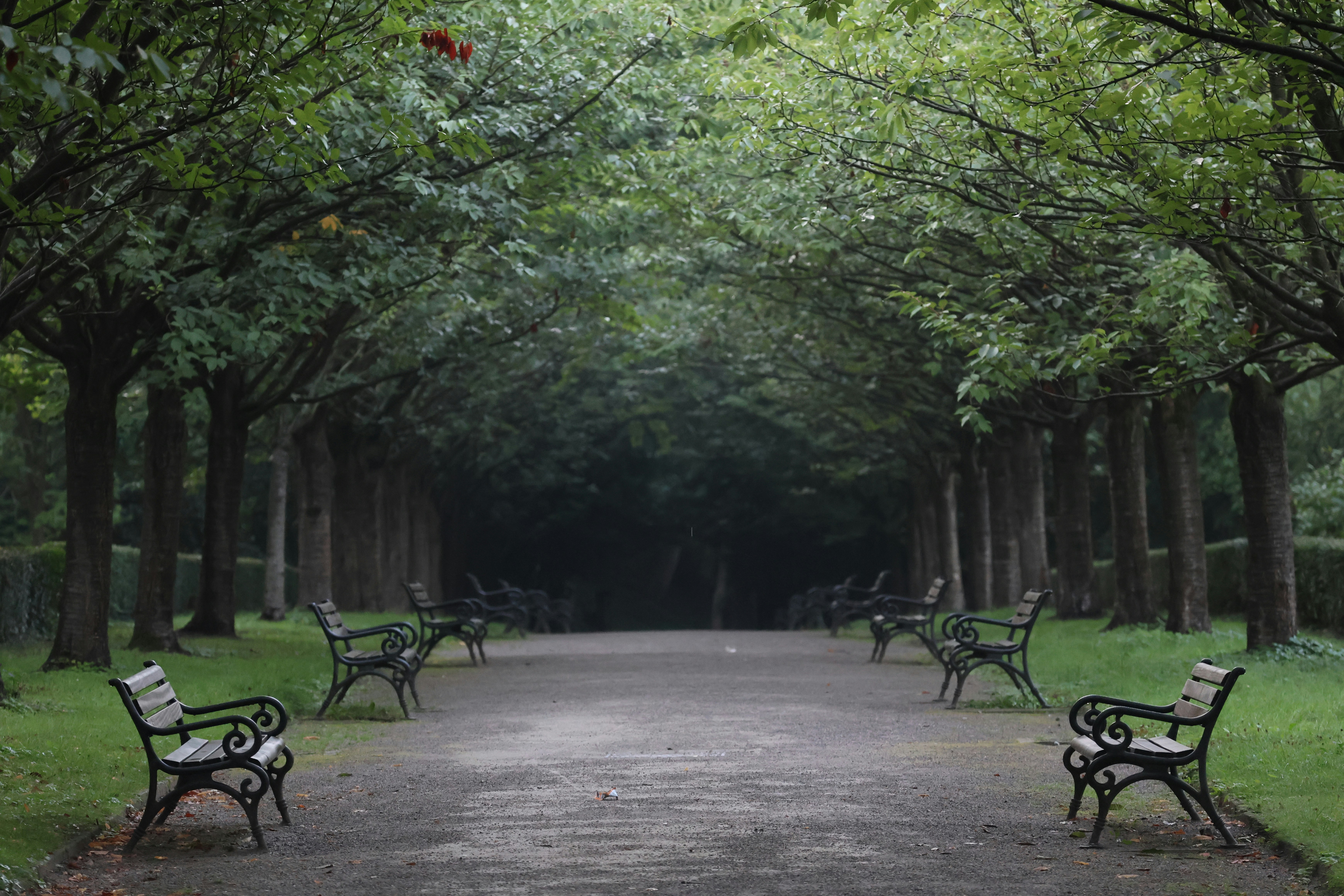 Whispers of Tranquility in a Canopied Pathway
