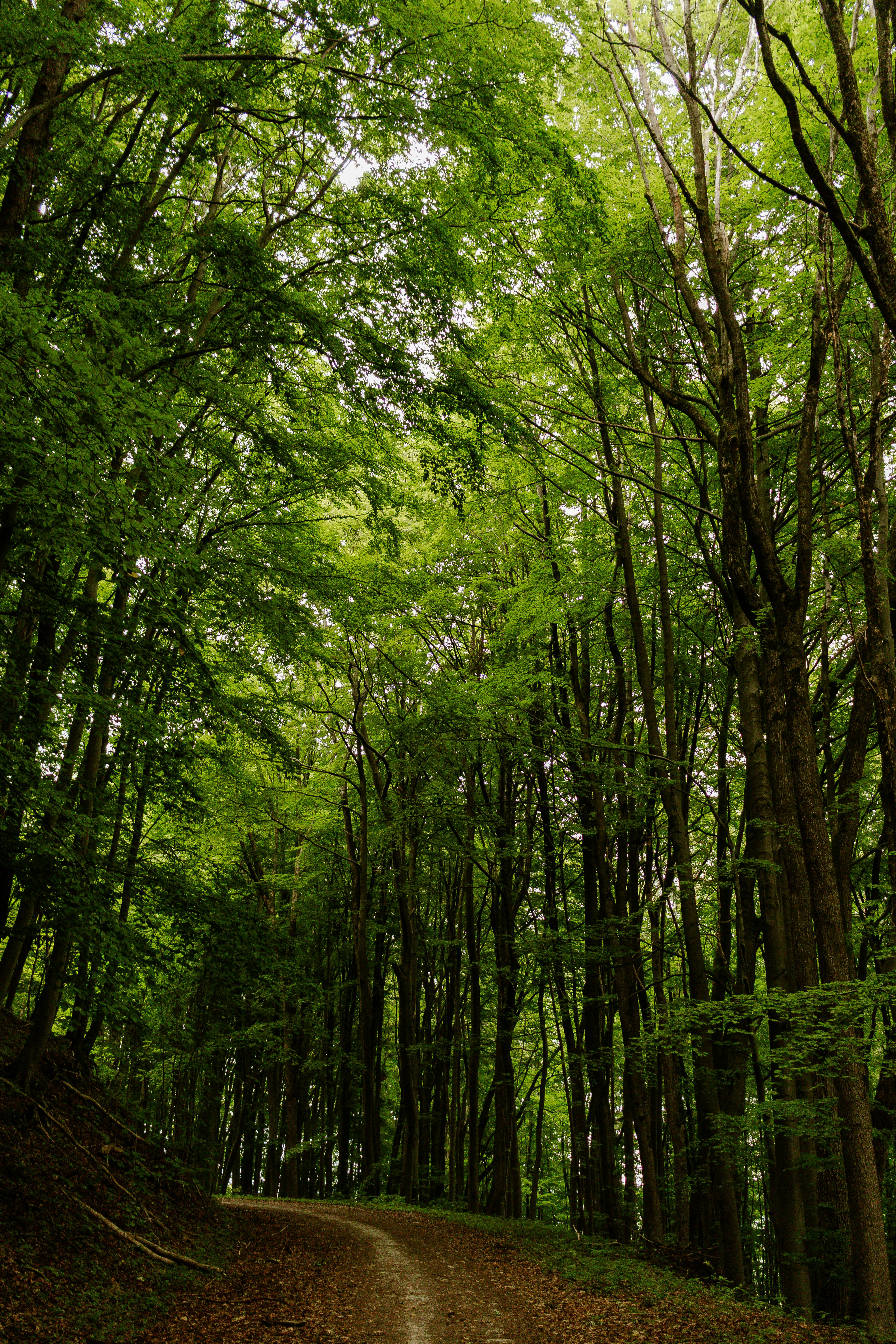 A dirt path winds through a lush green forest.