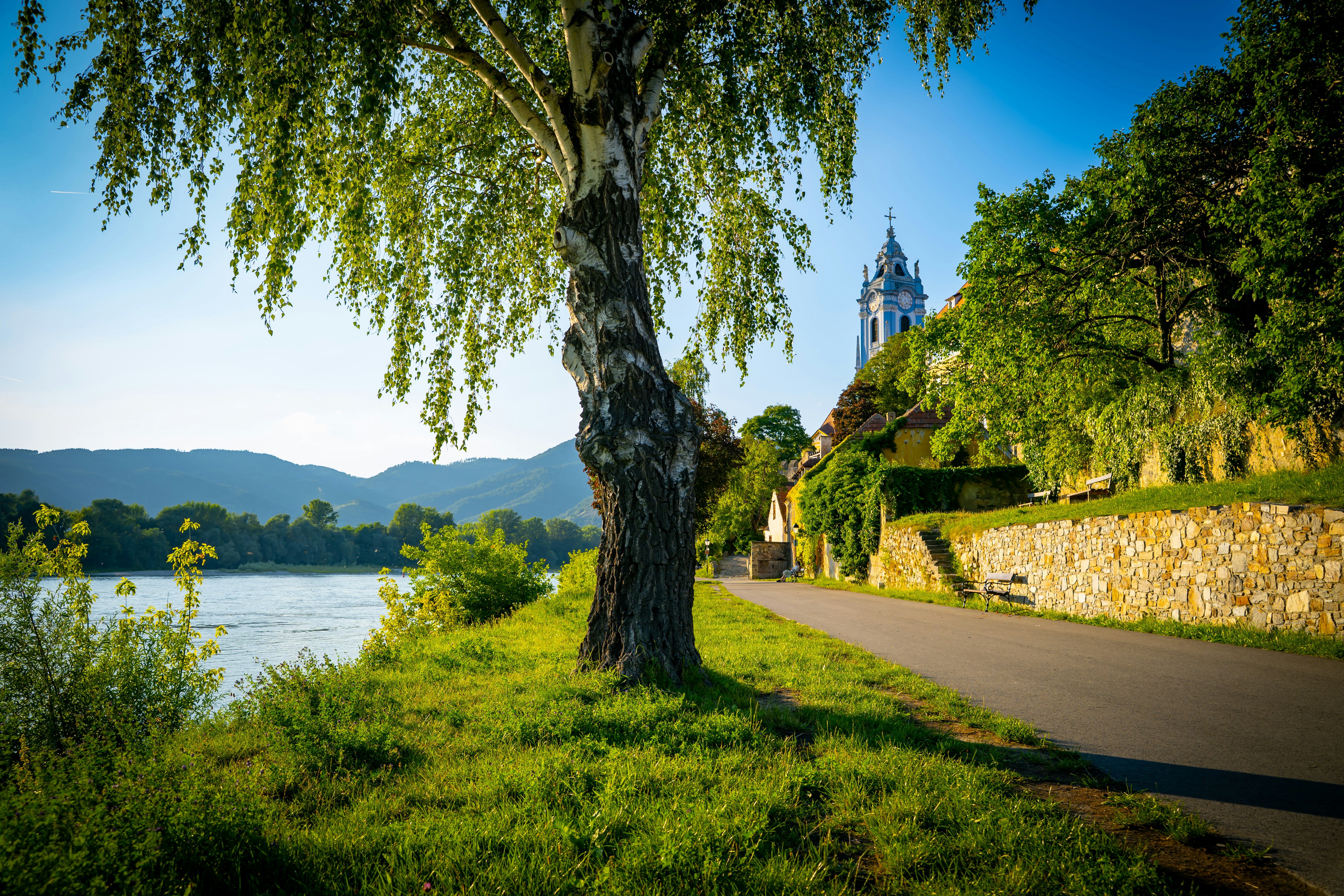 A solitary tree takes center stage, its branches framing the enduring beauty of Stift Dürnstein and the gentle flow of the Danube. In the heart of the Wachau, nature itself composes the perfect portrait, connecting earth, history, and water in a single, timeless moment. A deeply personal capture. | Tree-lined path along river with distant castle on hill.