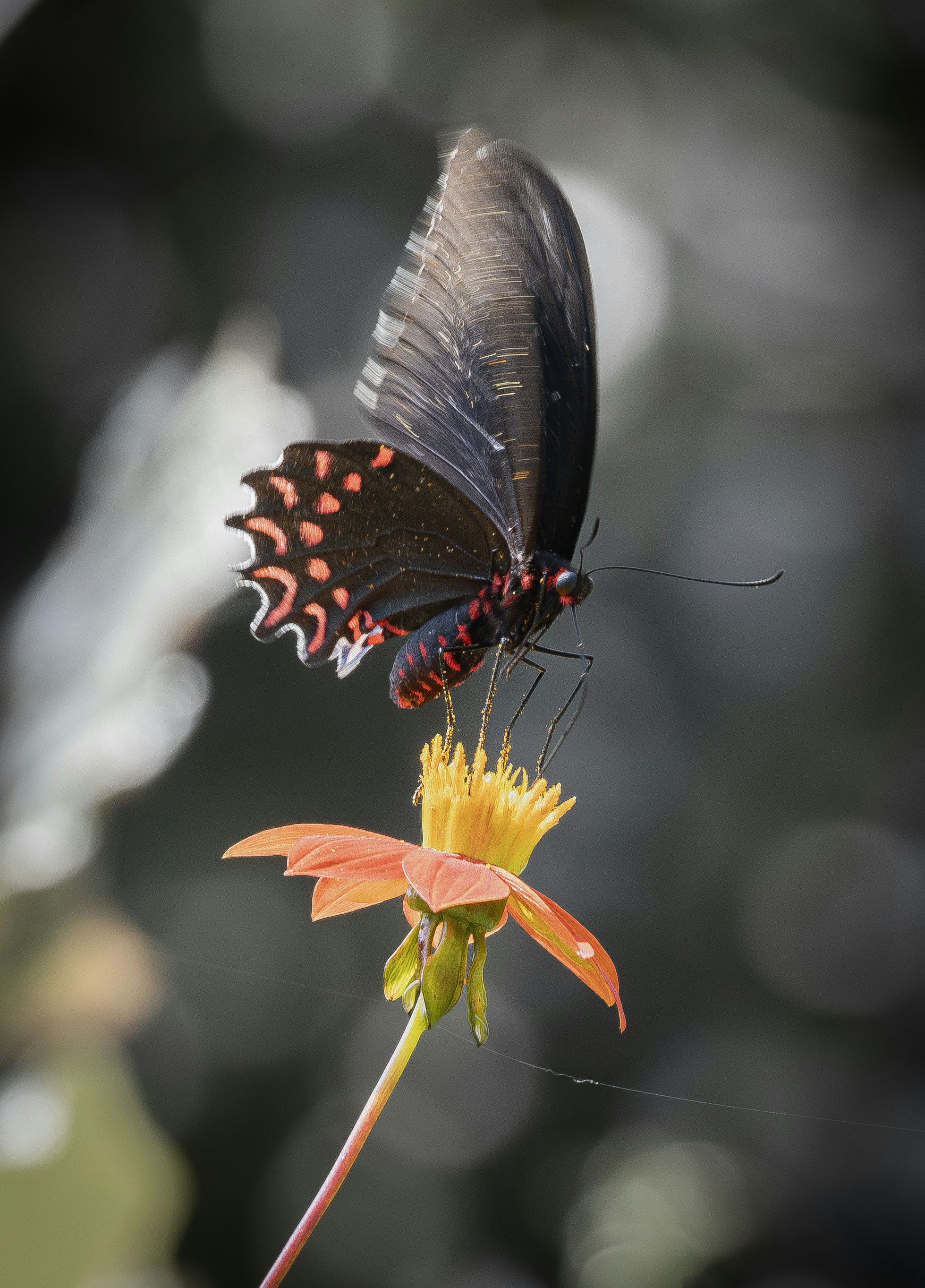 Whispers of Nature: The Butterfly's Embrace