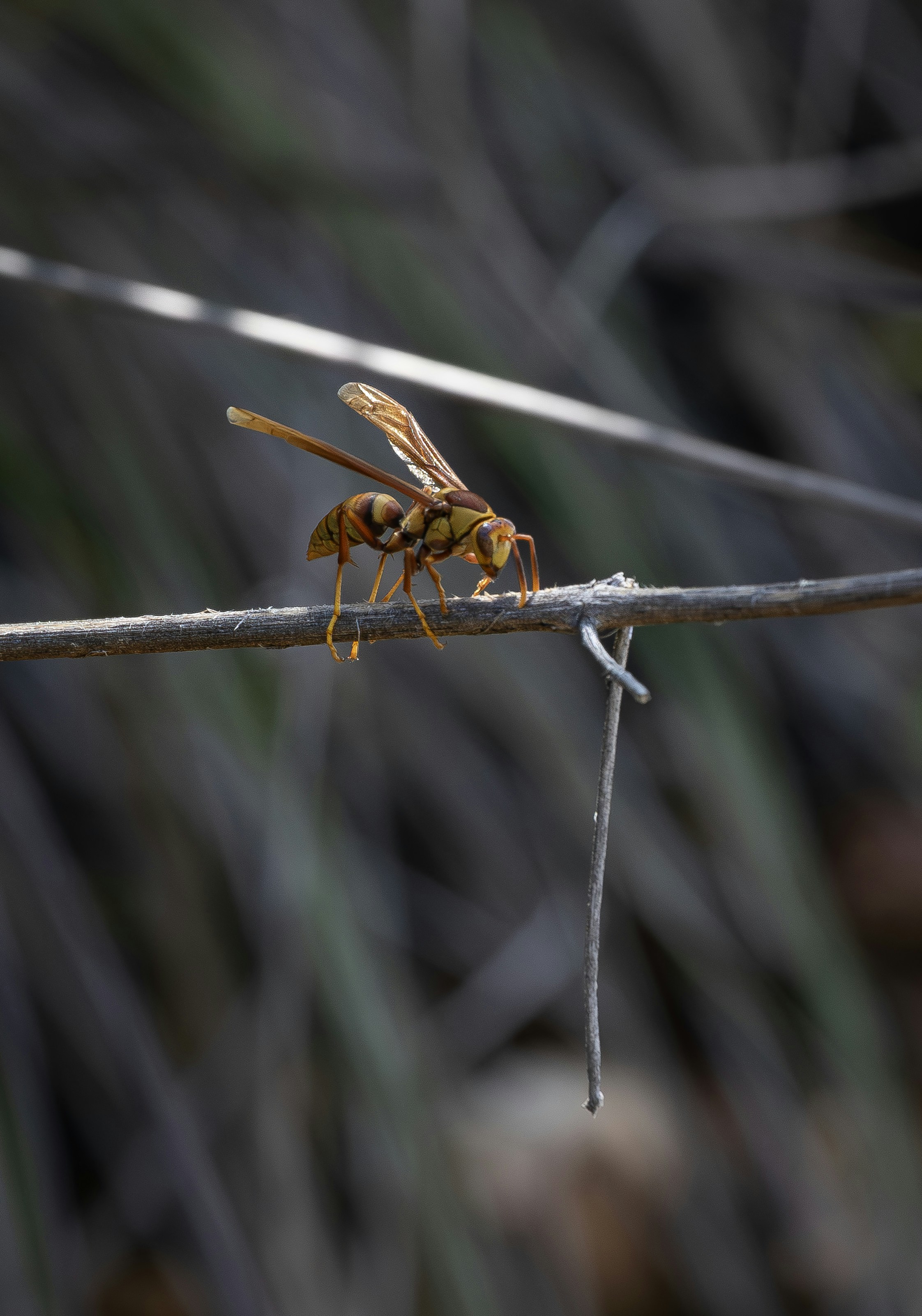 Amber Wasp on a Narrow Twig: Micro-Drama in a Quiet Thicket