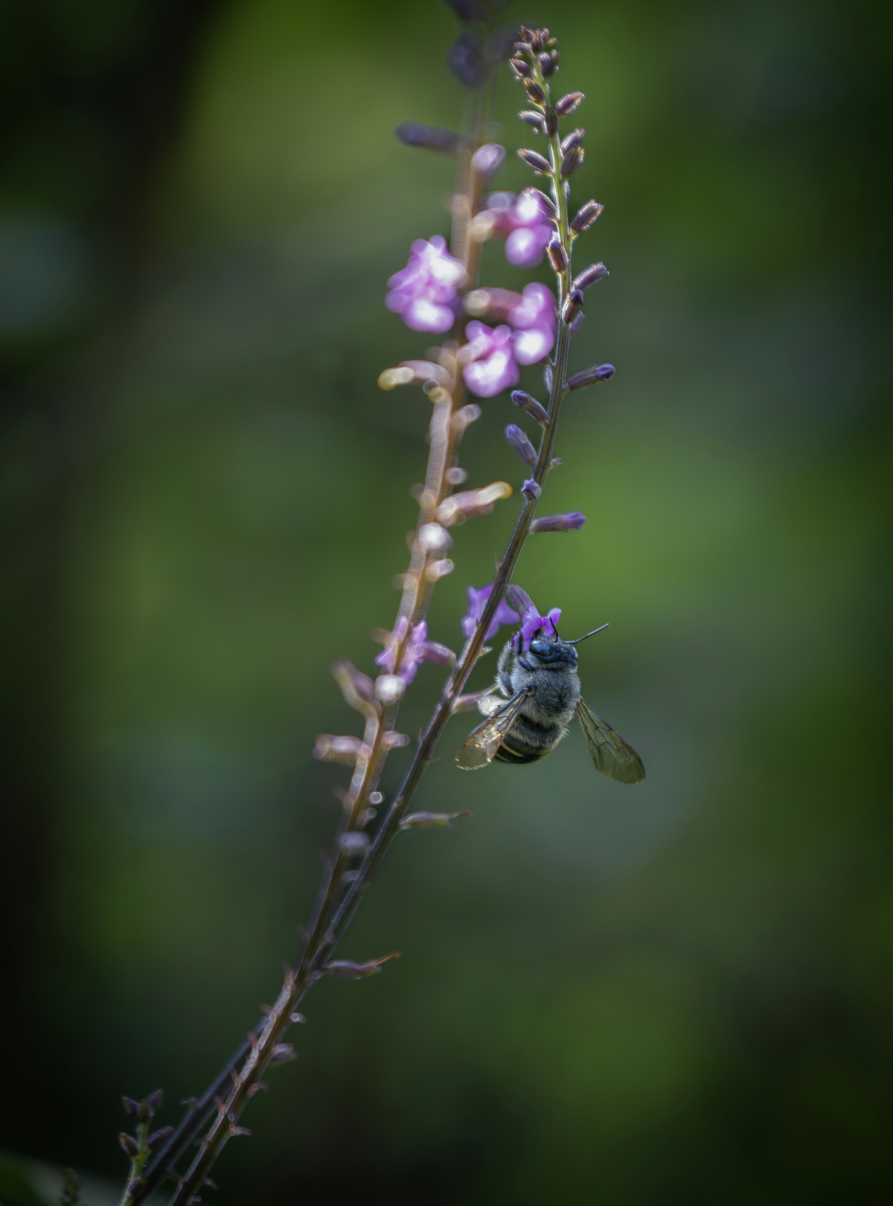 A bee delicately perched on a purple flower, showcasing its role in pollination amidst a blurred green background.