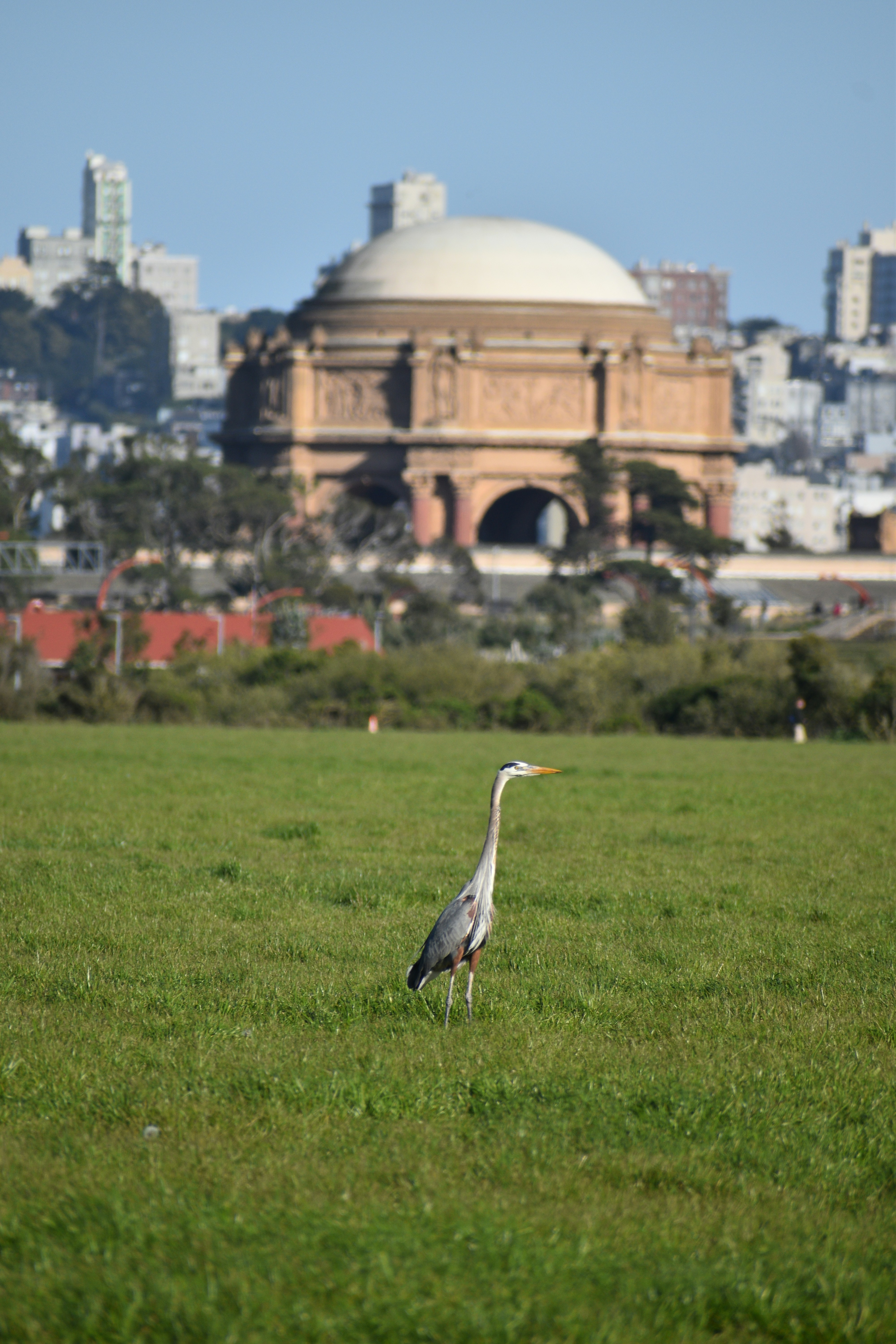 A great blue heron stands in a grassy field.