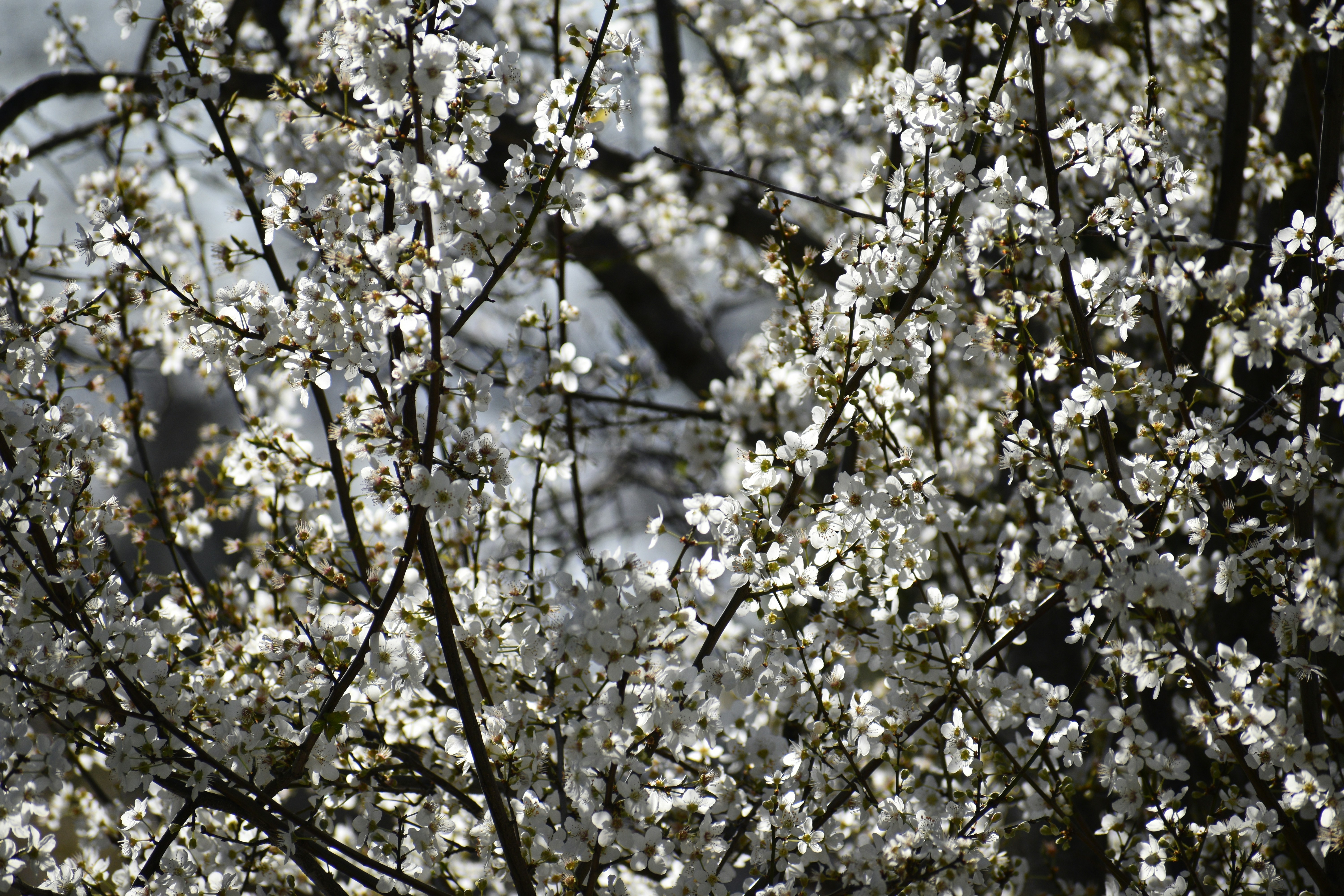 White blossoms on tree branches in sunlight.