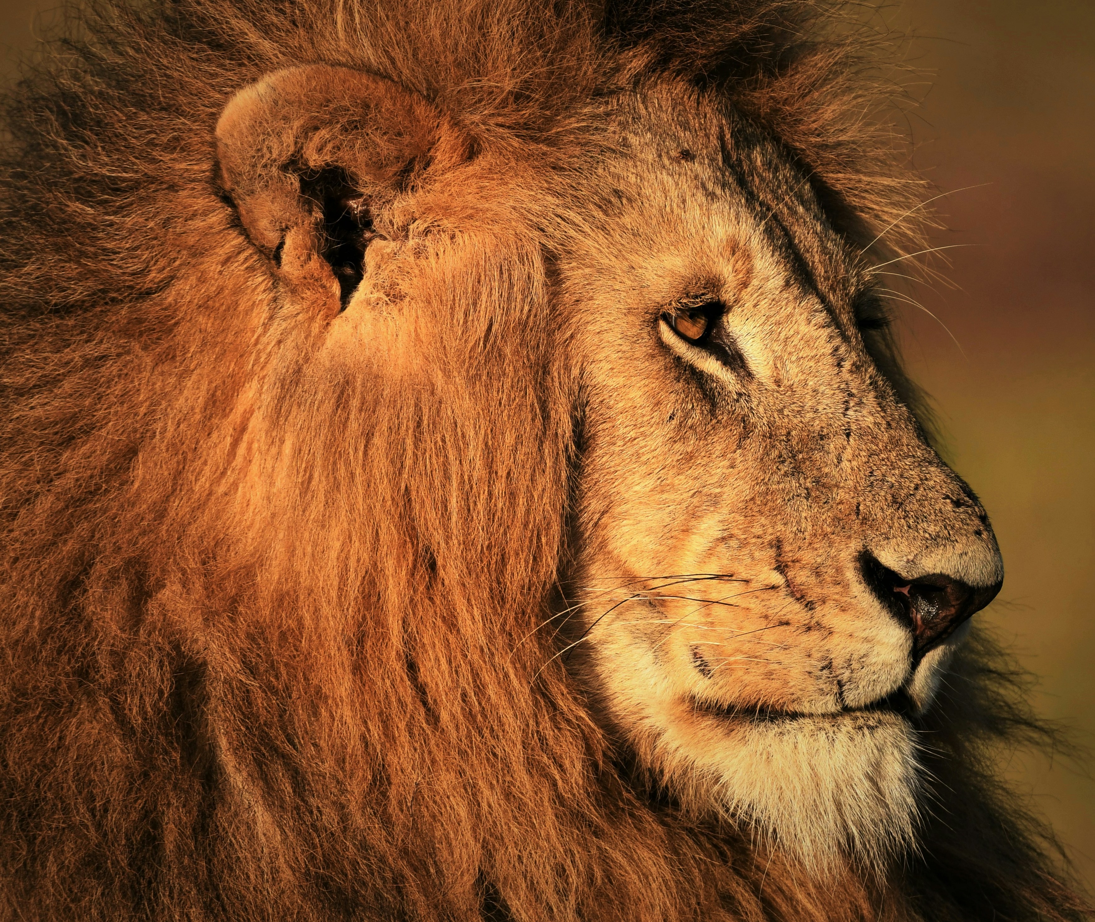 The Majestic Gaze of the King