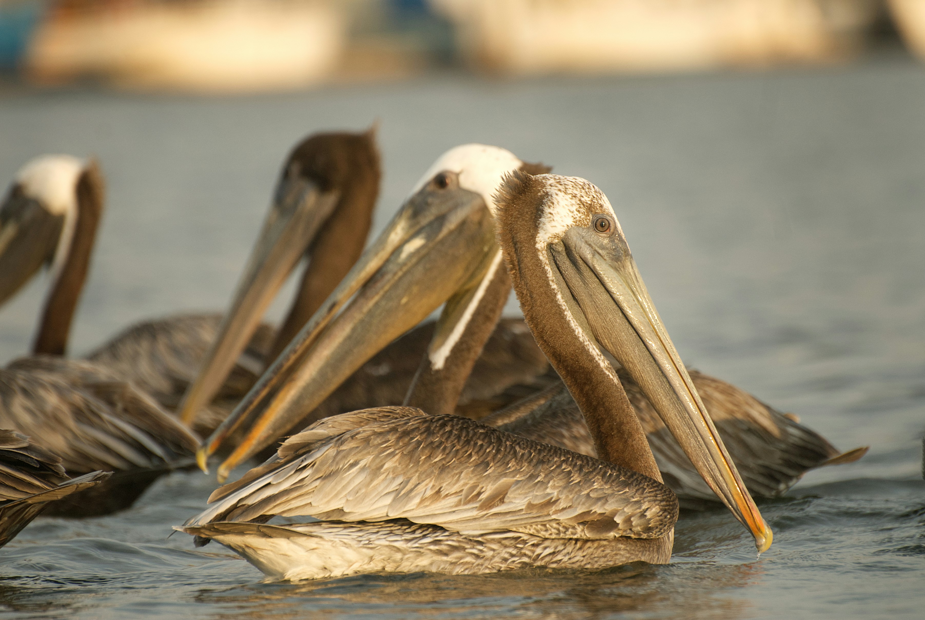 Harmony in Feathers: A Pelican Gathering