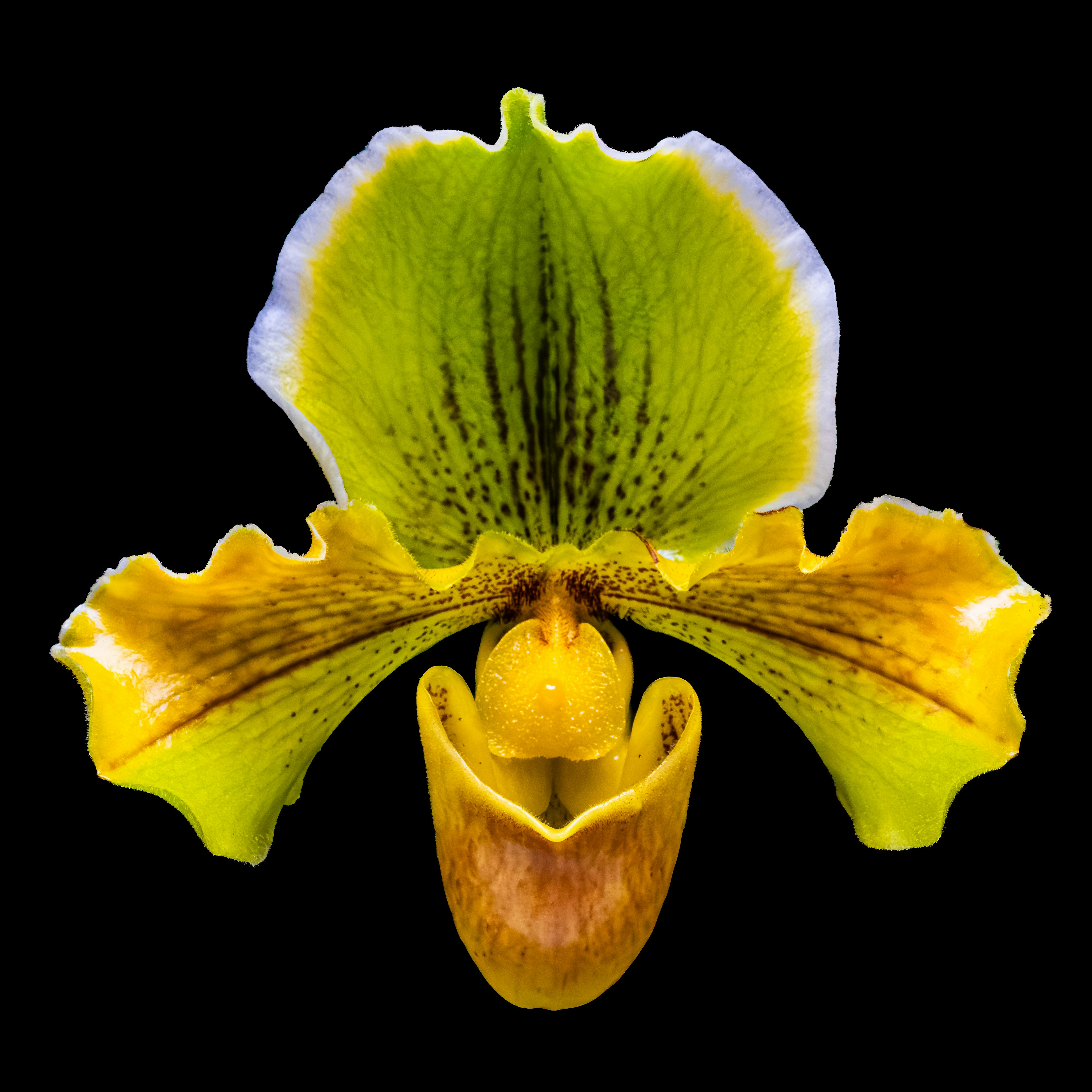 Radiant Yellow Reversal: A Papilio Orchid Bloom Centerpiece