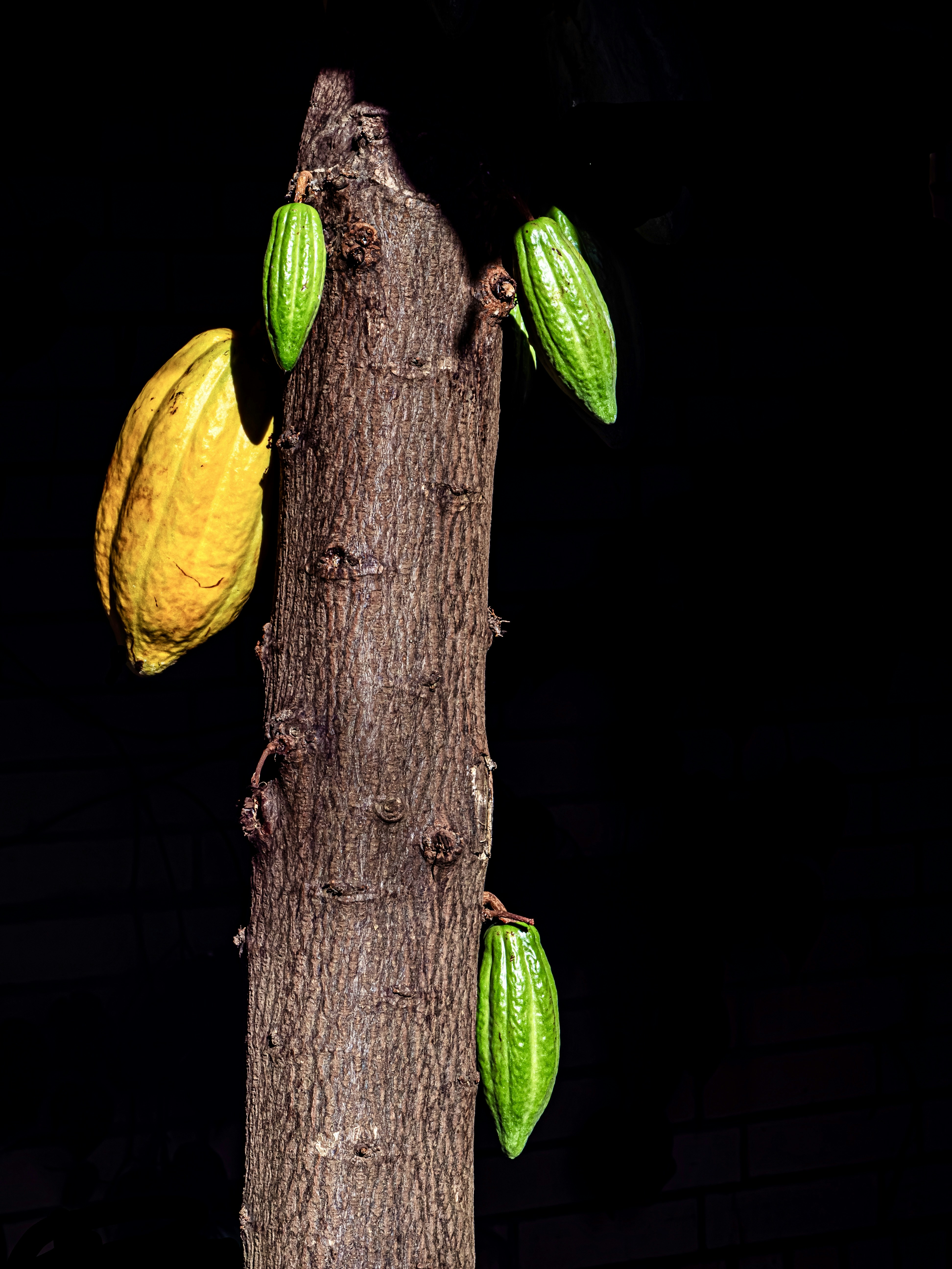 Cocoa's Colorful Journey: From Green to Gold
