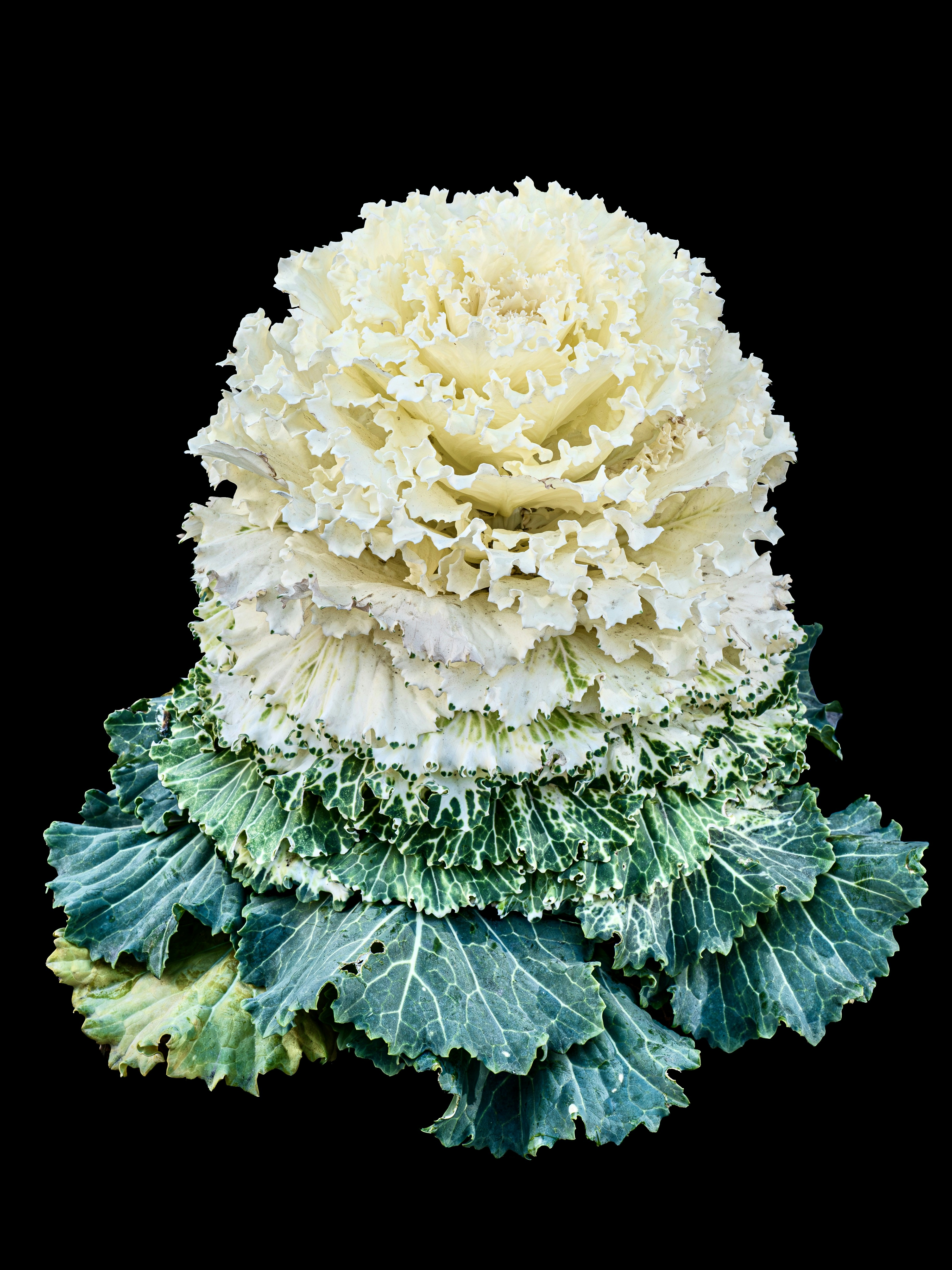 Layers of Nature's Design: The Ornamental Cabbage