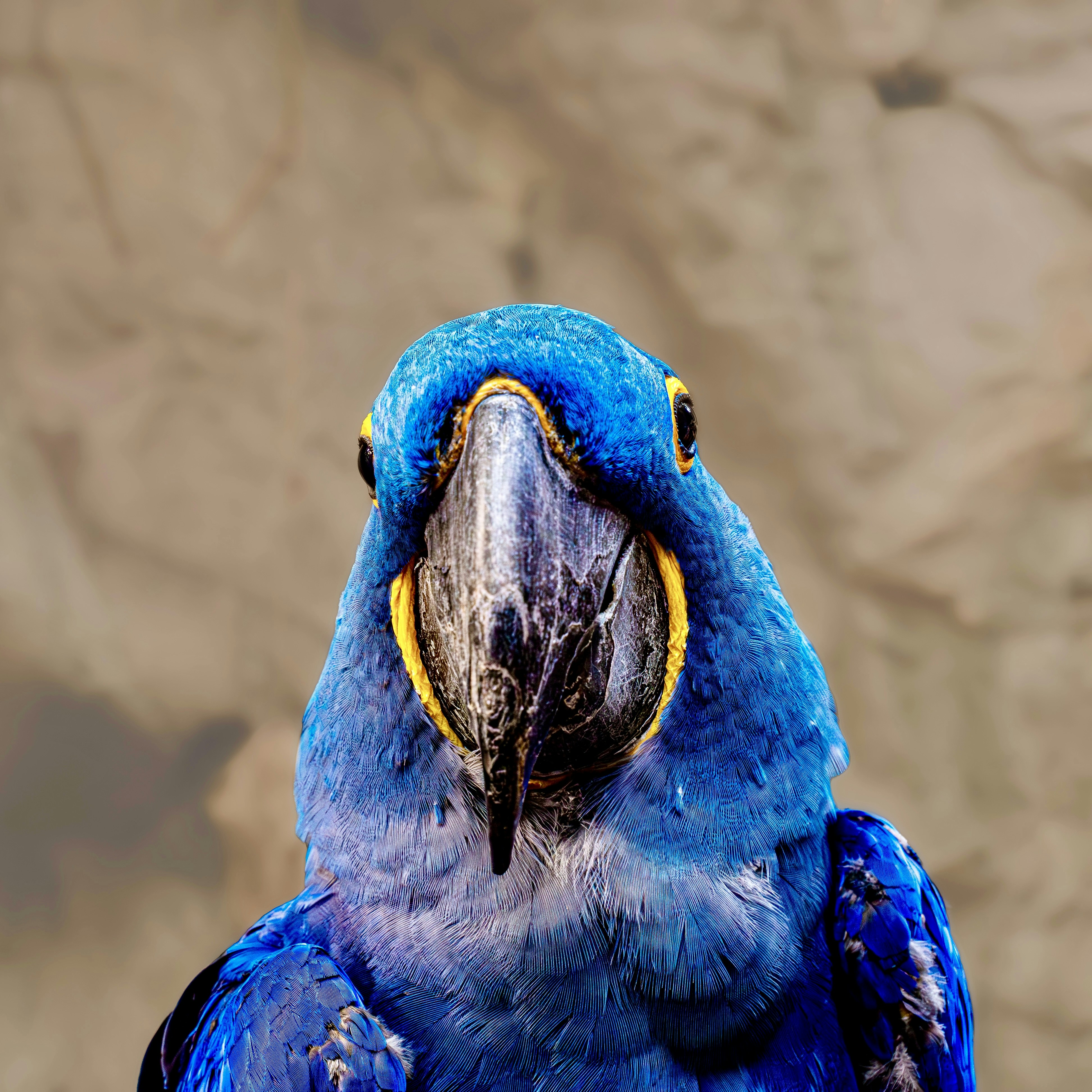 Vibrant Encounter: The Blue Guardian