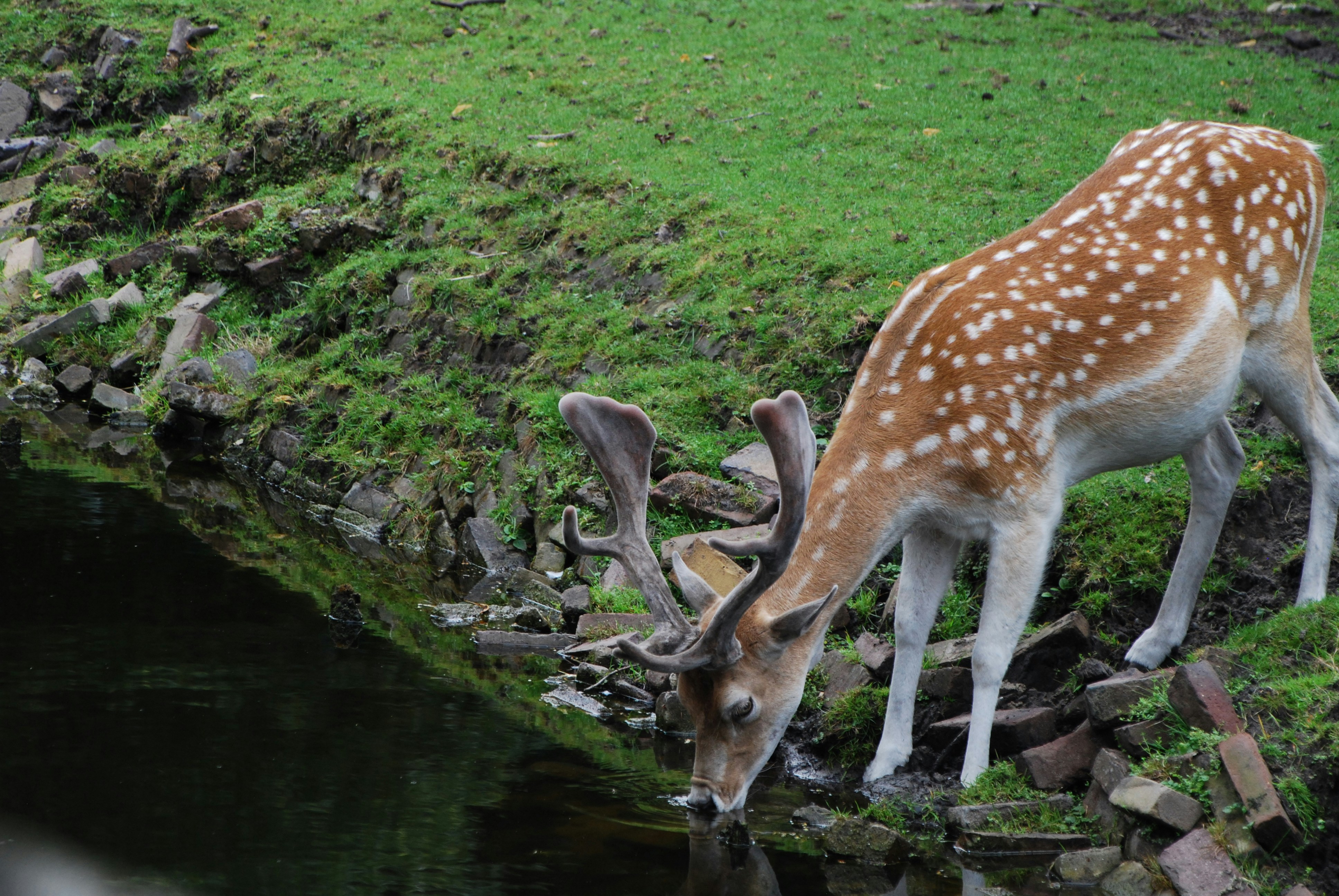 Spotted Stag at the Water's Edge: A Quiet Riverside Moment