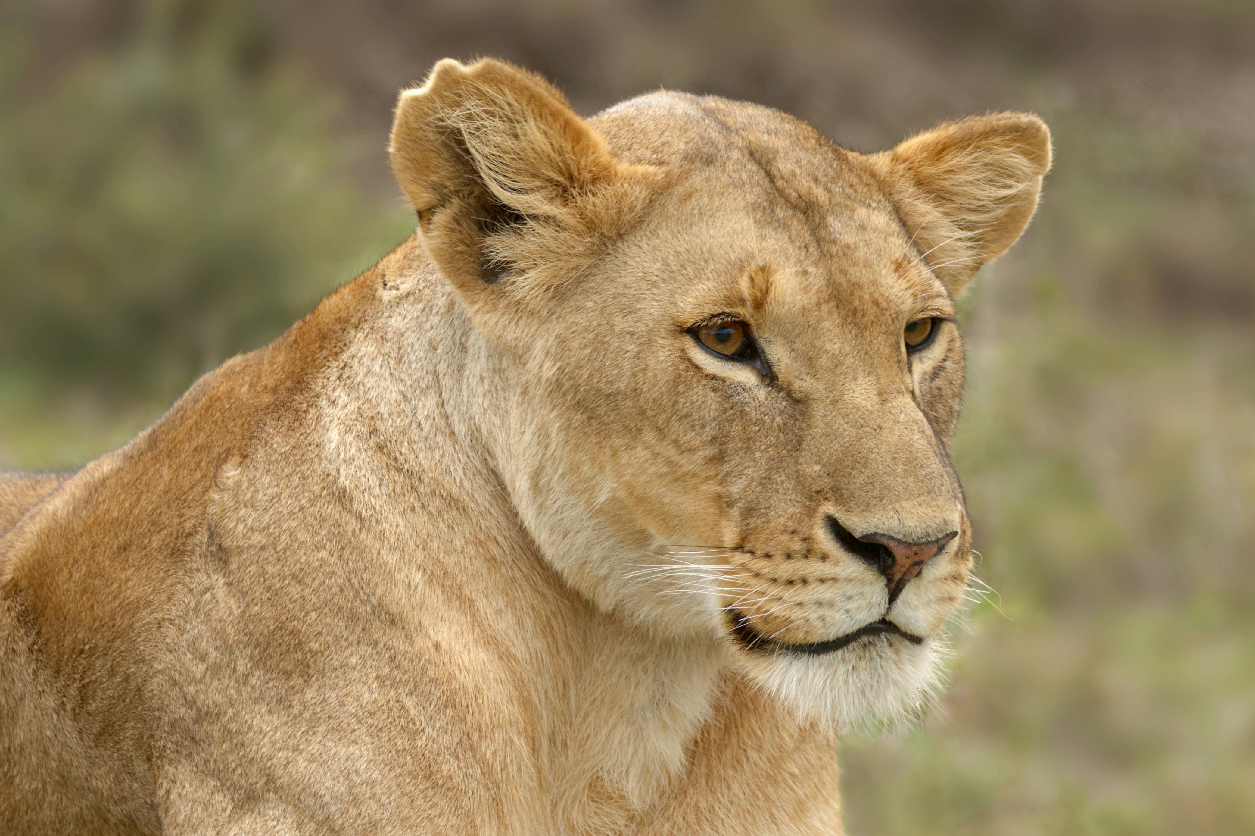 Young, dreamy-eyed female lion. | Close-up of a lioness's face in a grassy field.