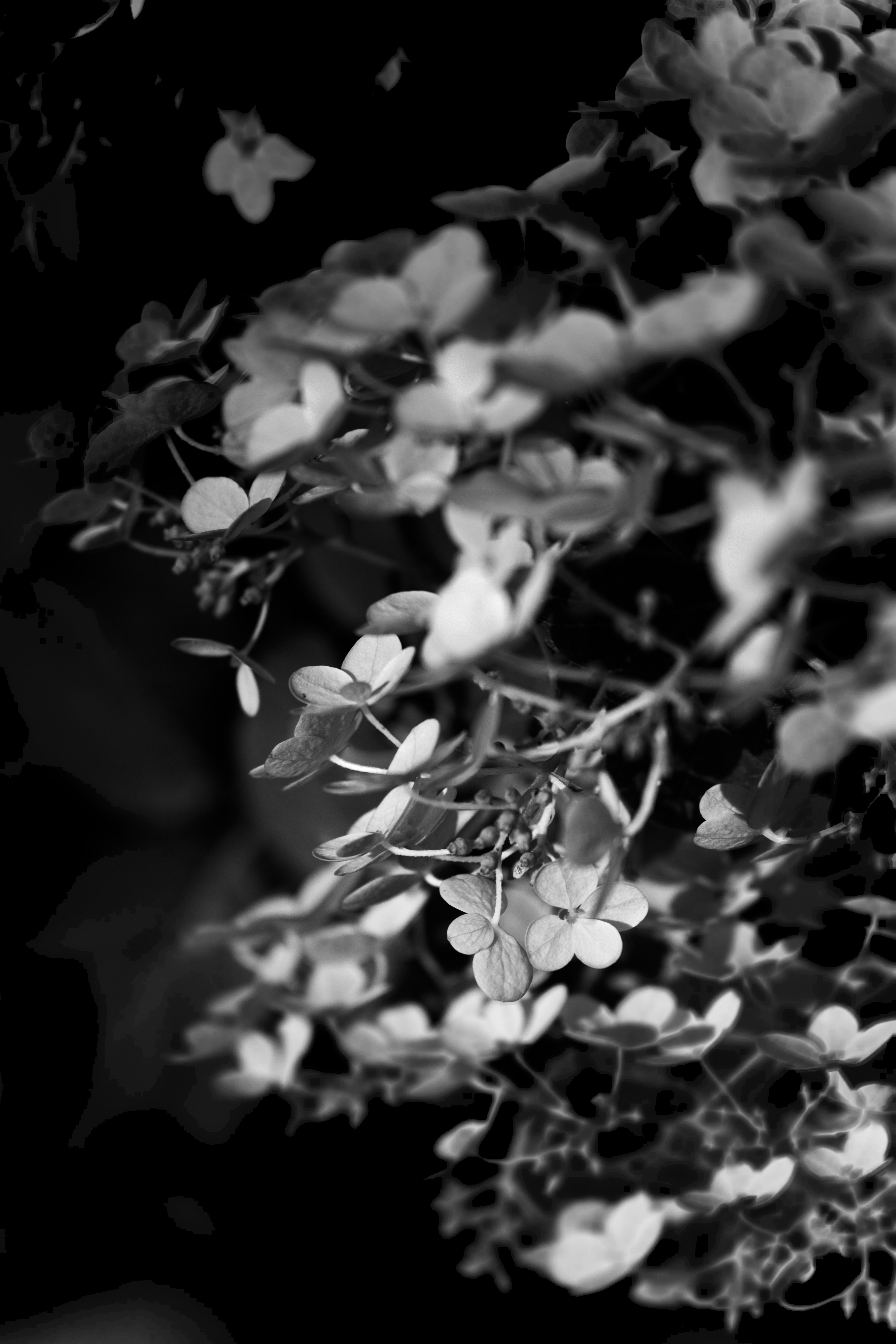 Delicate white flowers intertwined against a dark backdrop, capturing the essence of nature's subtle beauty in black and white.