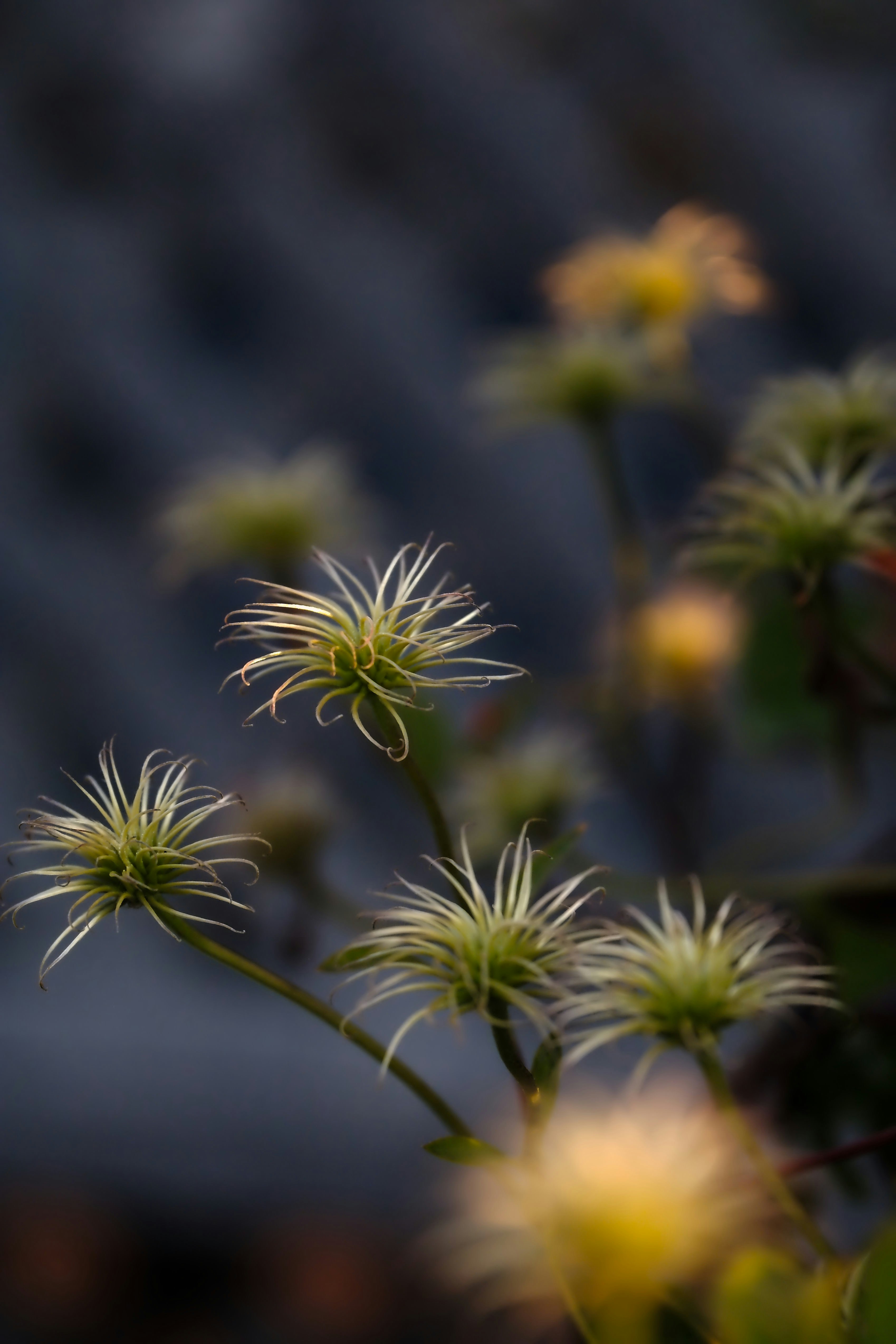 Star-Tipped Wildflower Heads Reach Toward a Soft Blur