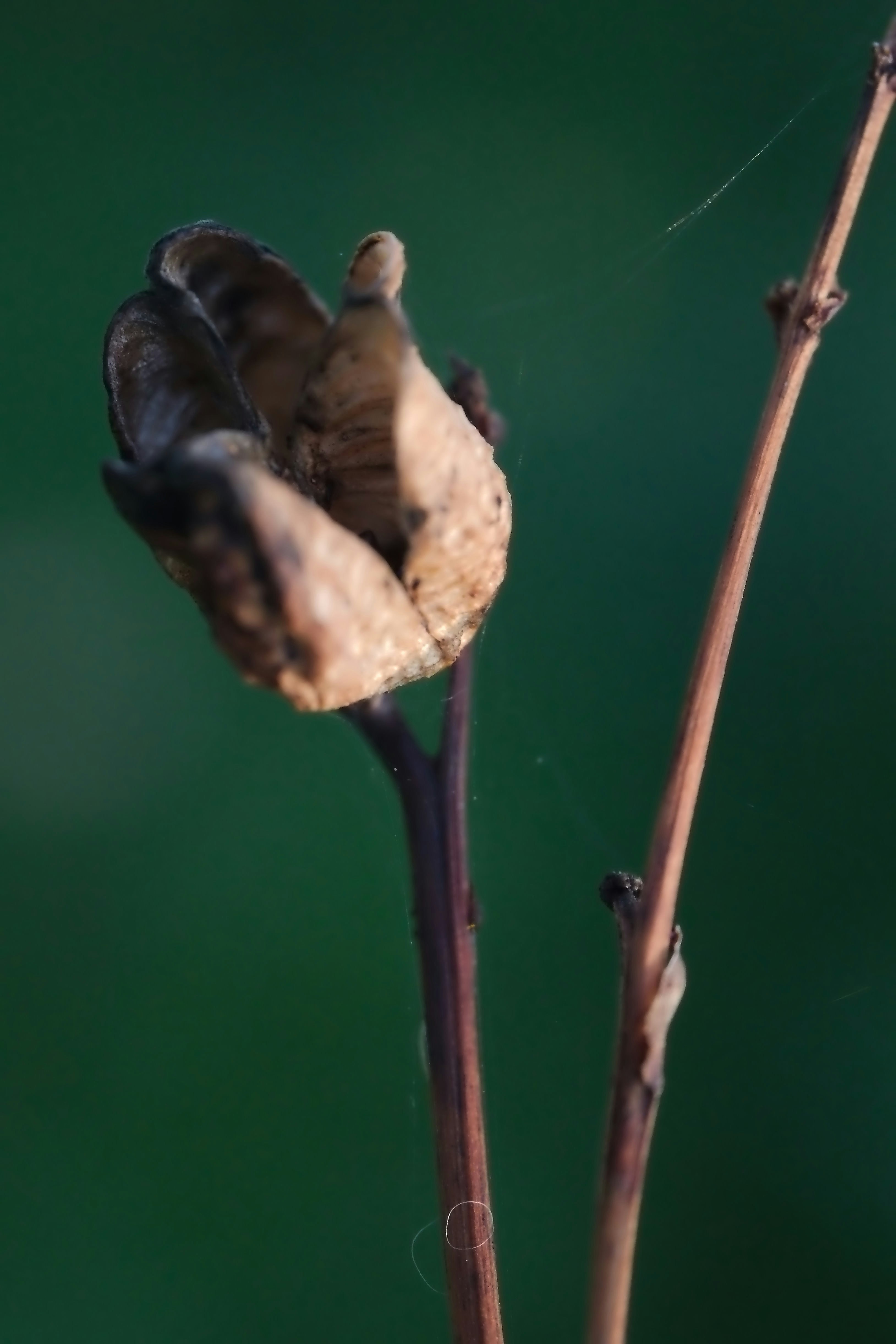 Whispers of Nature: The Resilience of a Seed Pod