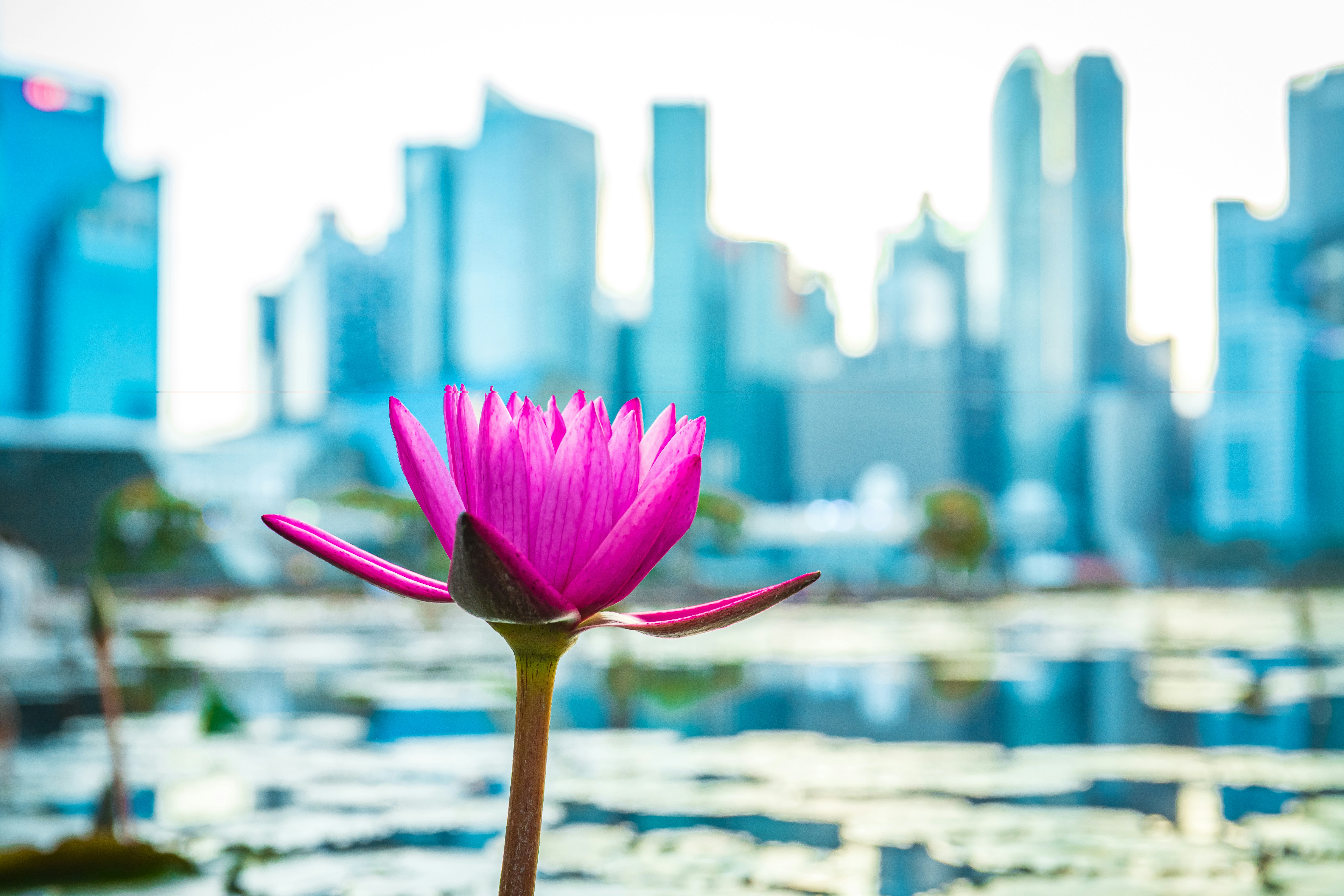 Urban Serenity: A Lotus Amidst the Cityscape