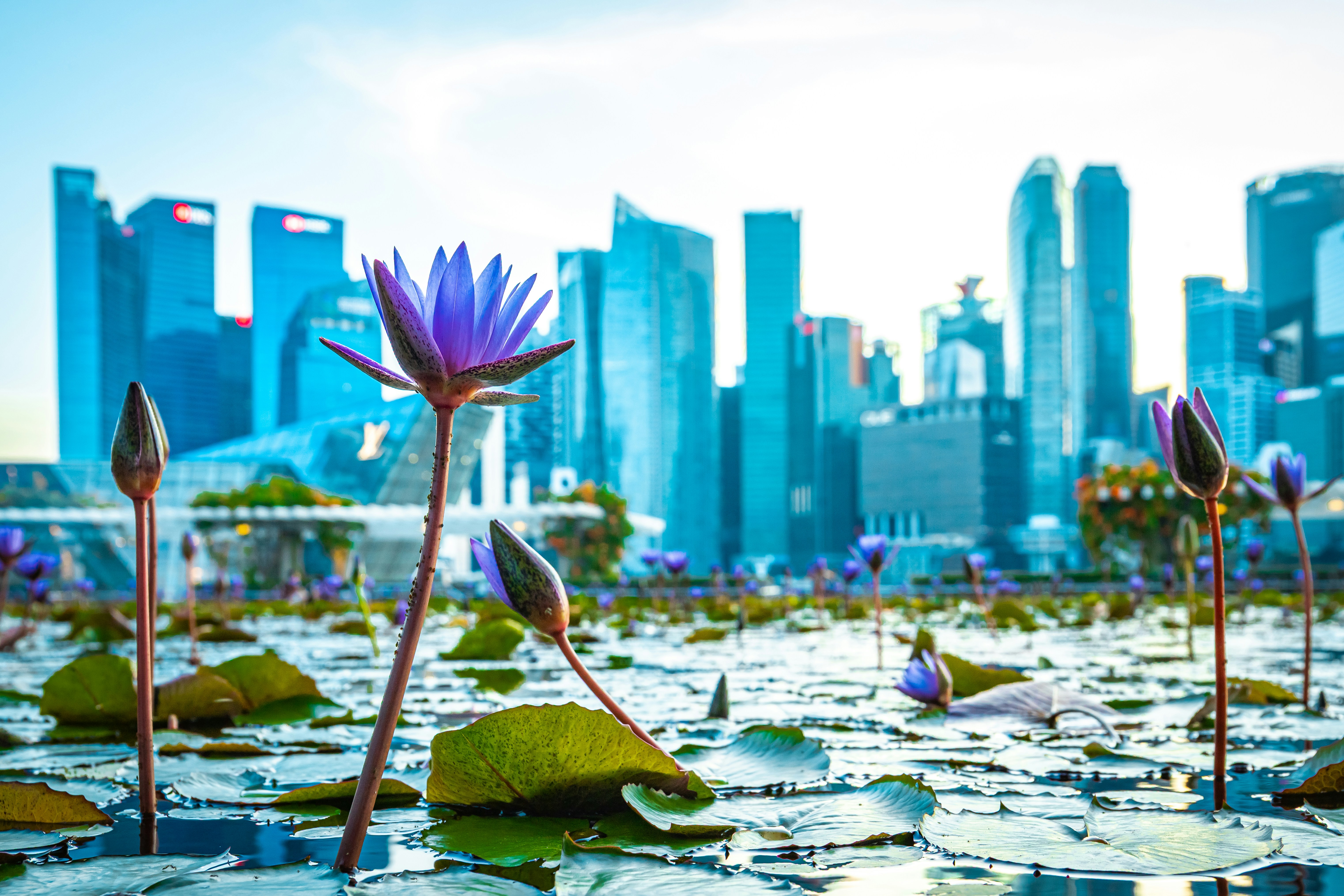 Urban Serenity: Lilies Amidst the Skyline