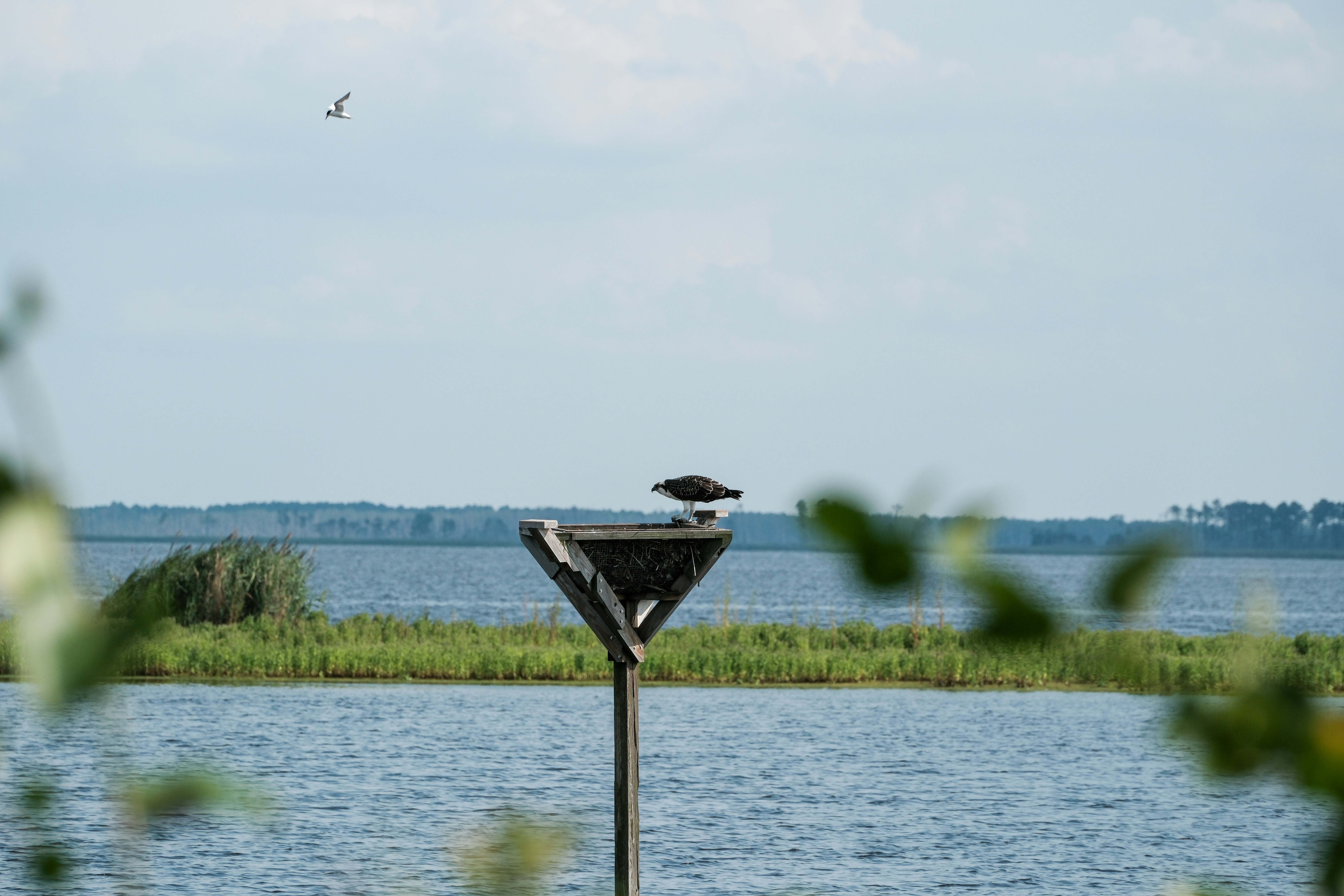 Perched Sentinel Over Waters