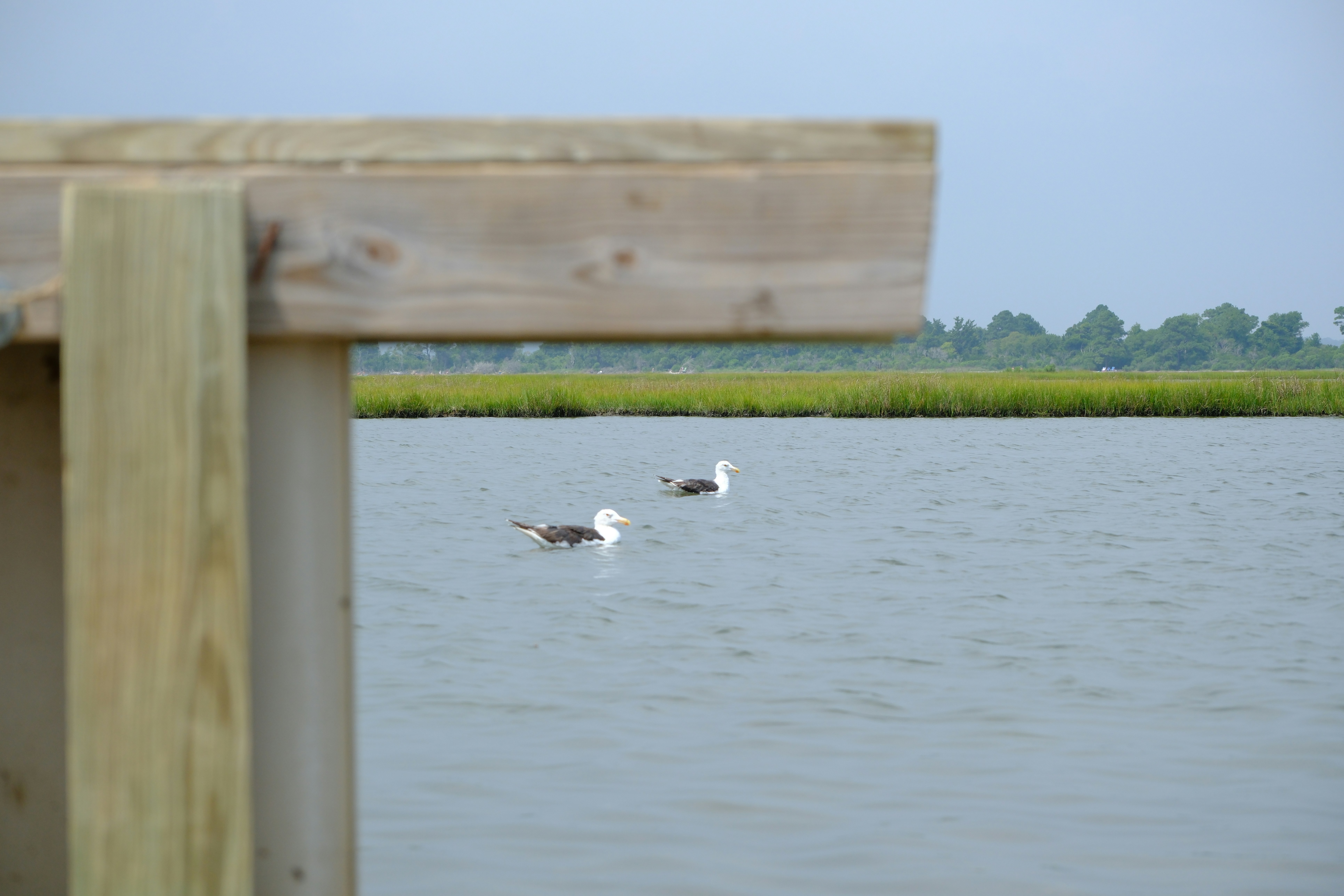 Serene Waterscape with Avian Companions