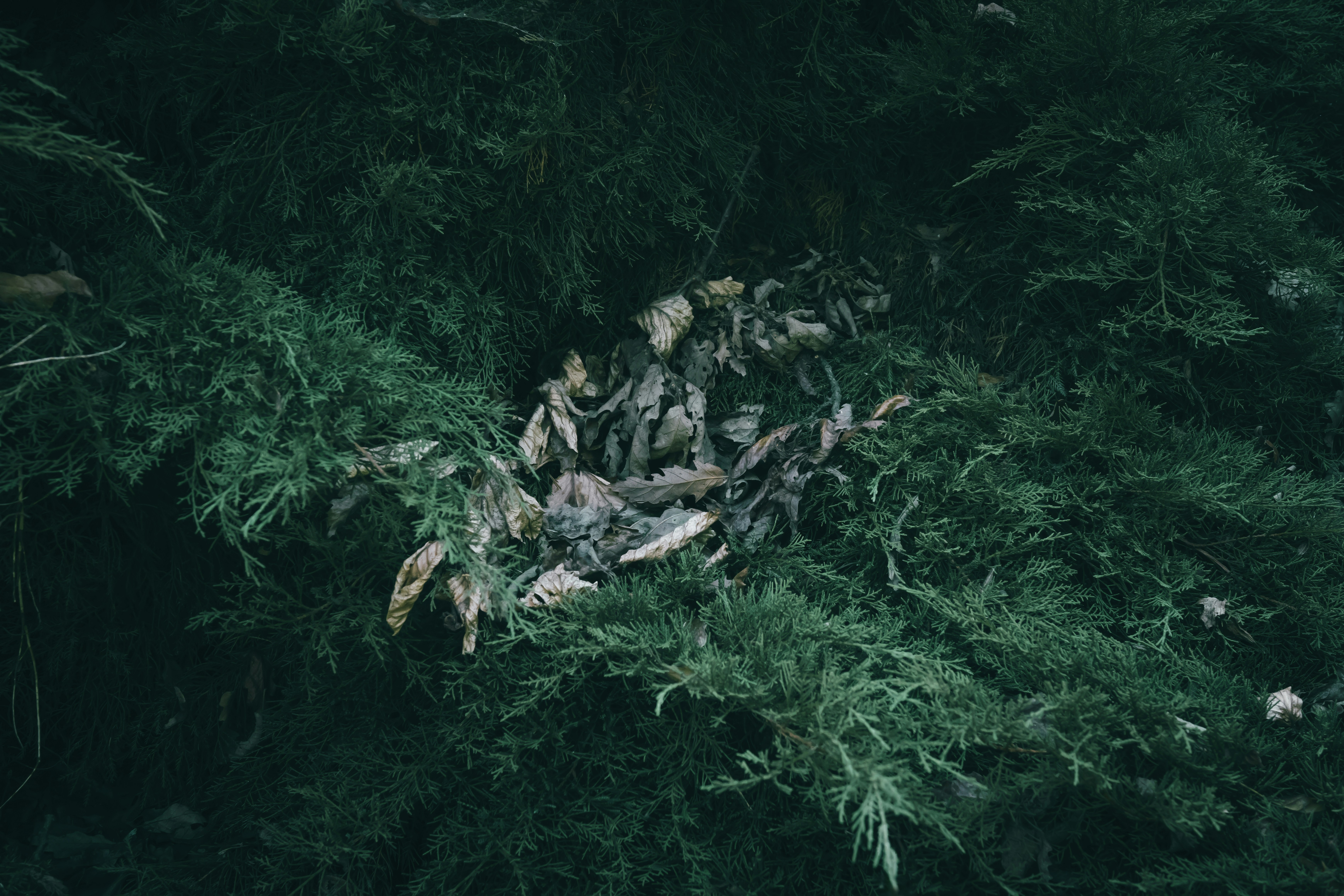 Nature's Hidden Nest: A Study in Camouflage
