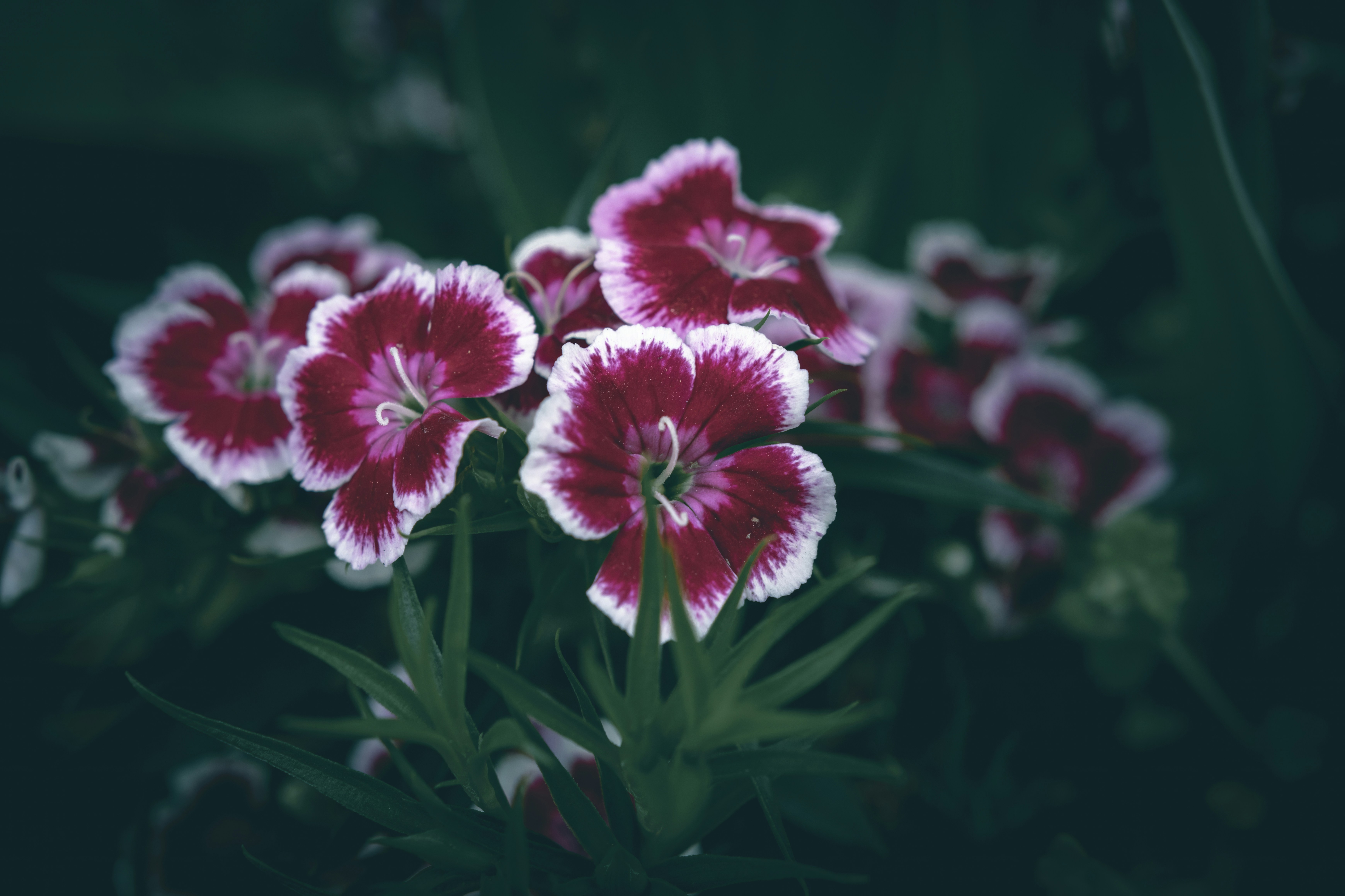 A close up of white and pink Sweet William flowers | Cluster of pink and white flowers with dark green leaves