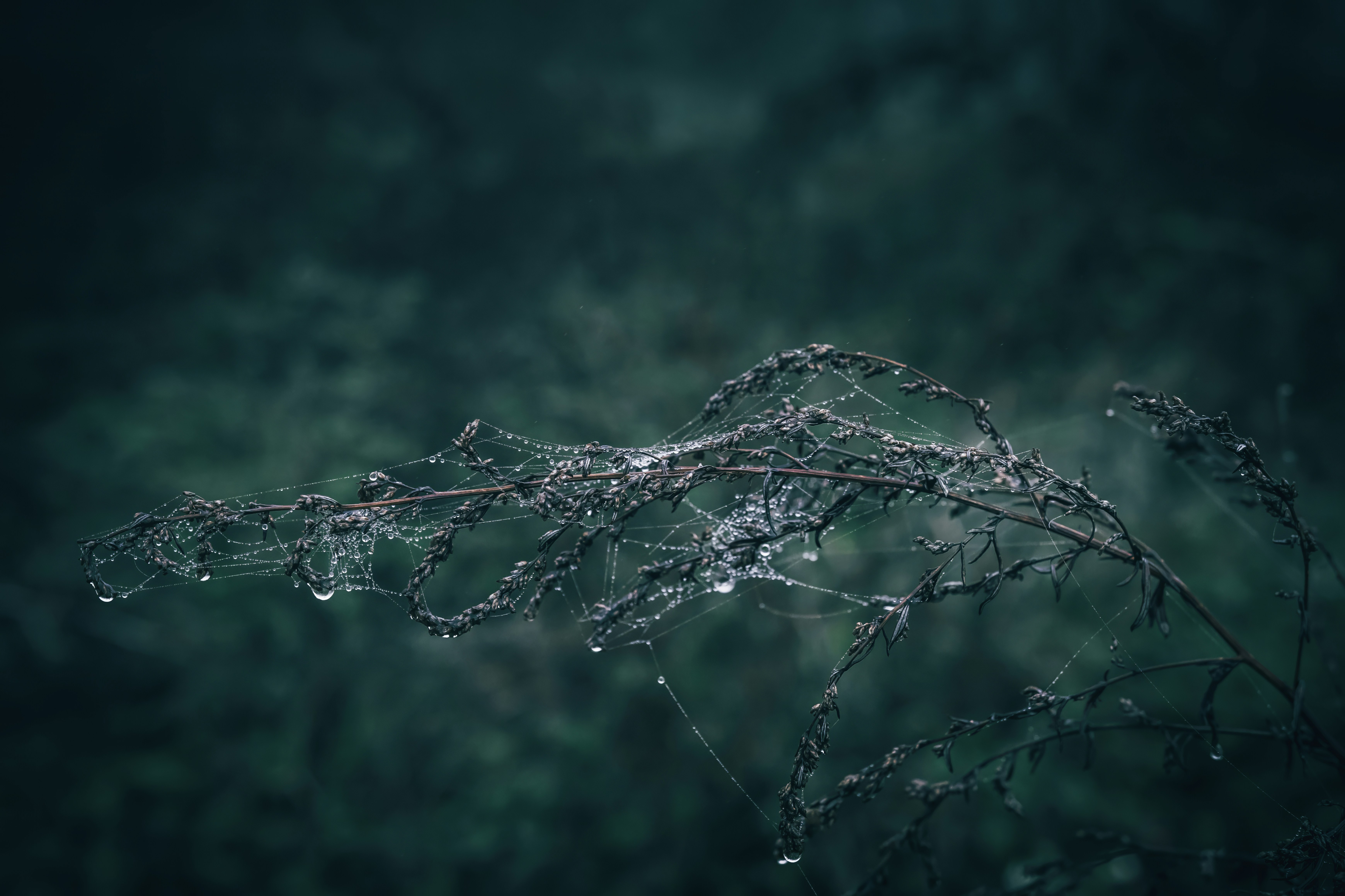 Whispers of Morning Dew