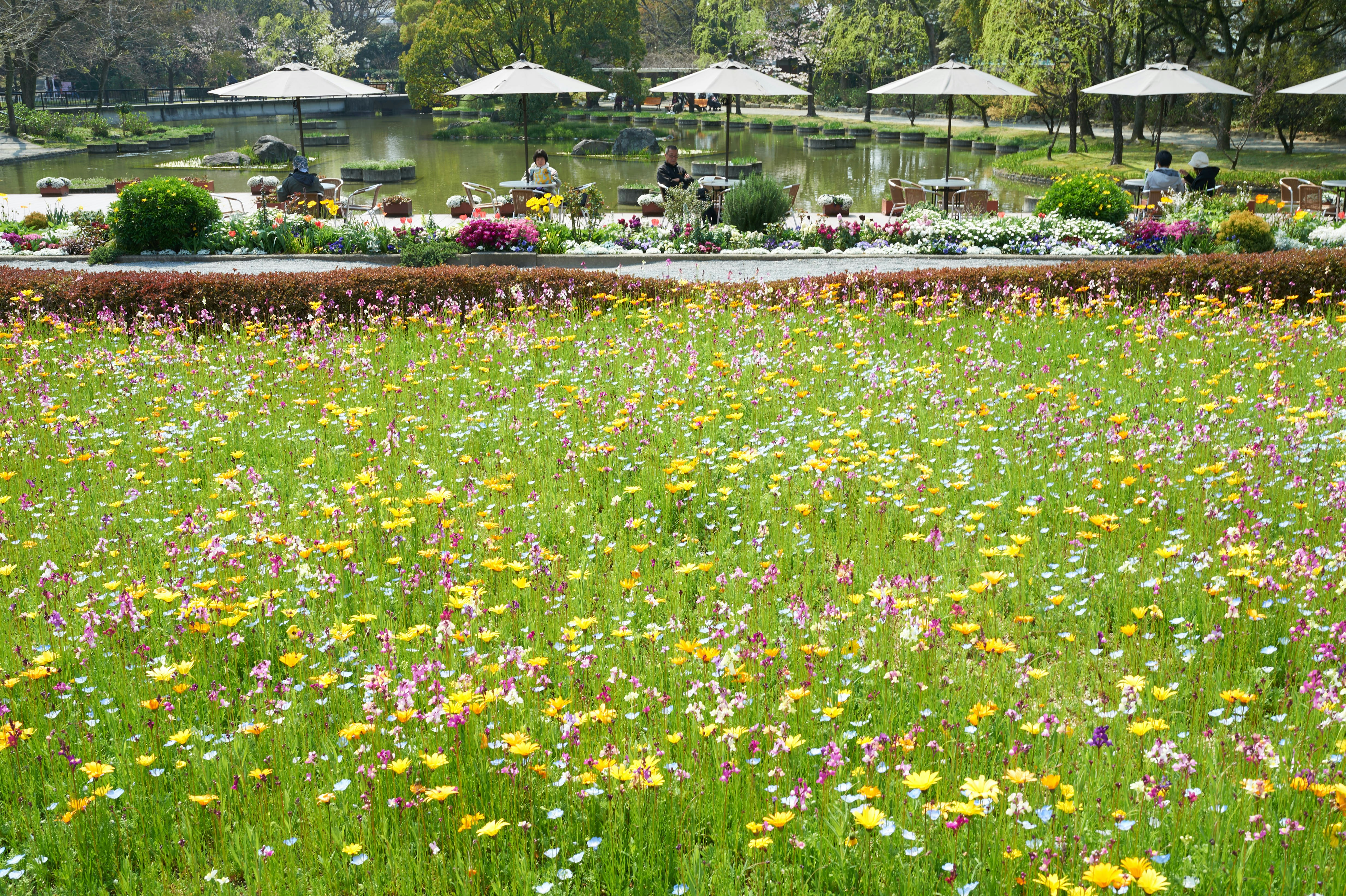 Vibrant Floral Serenity Amidst Nature's Embrace