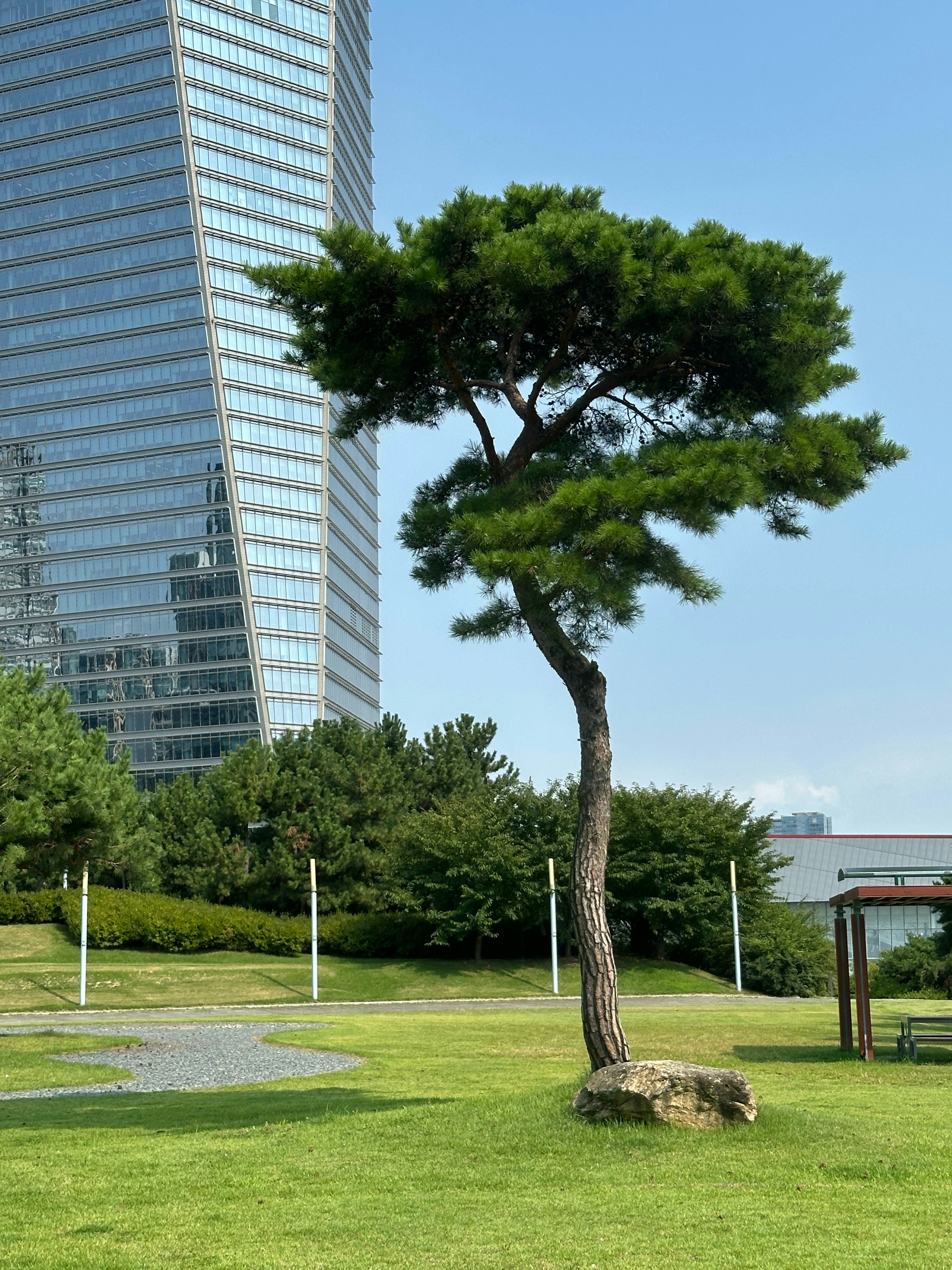 Urban Serenity: A Tree Amidst Glass Giants