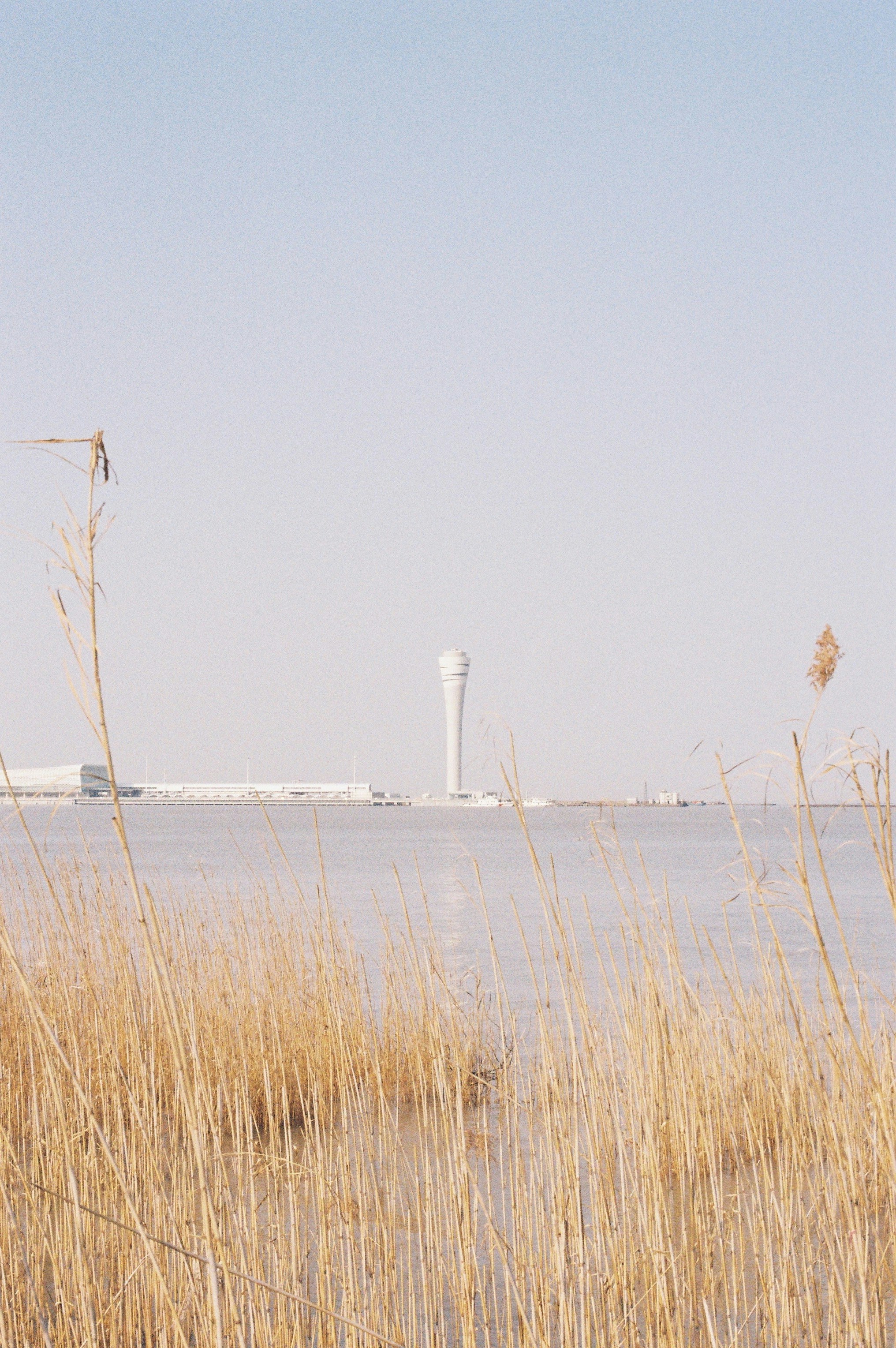 Towering Presence Amidst Nature's Embrace