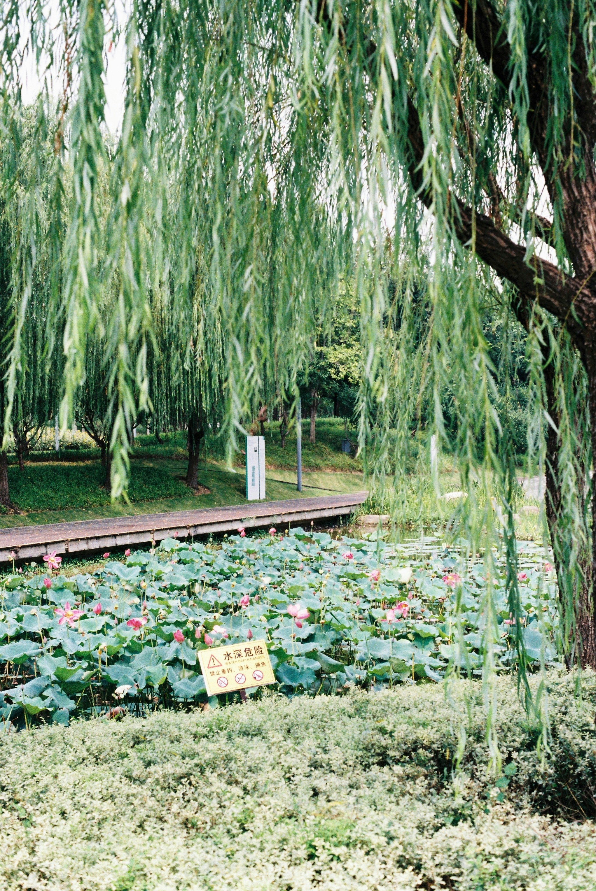 Whispers of Nature: Serenity Beneath the Willows