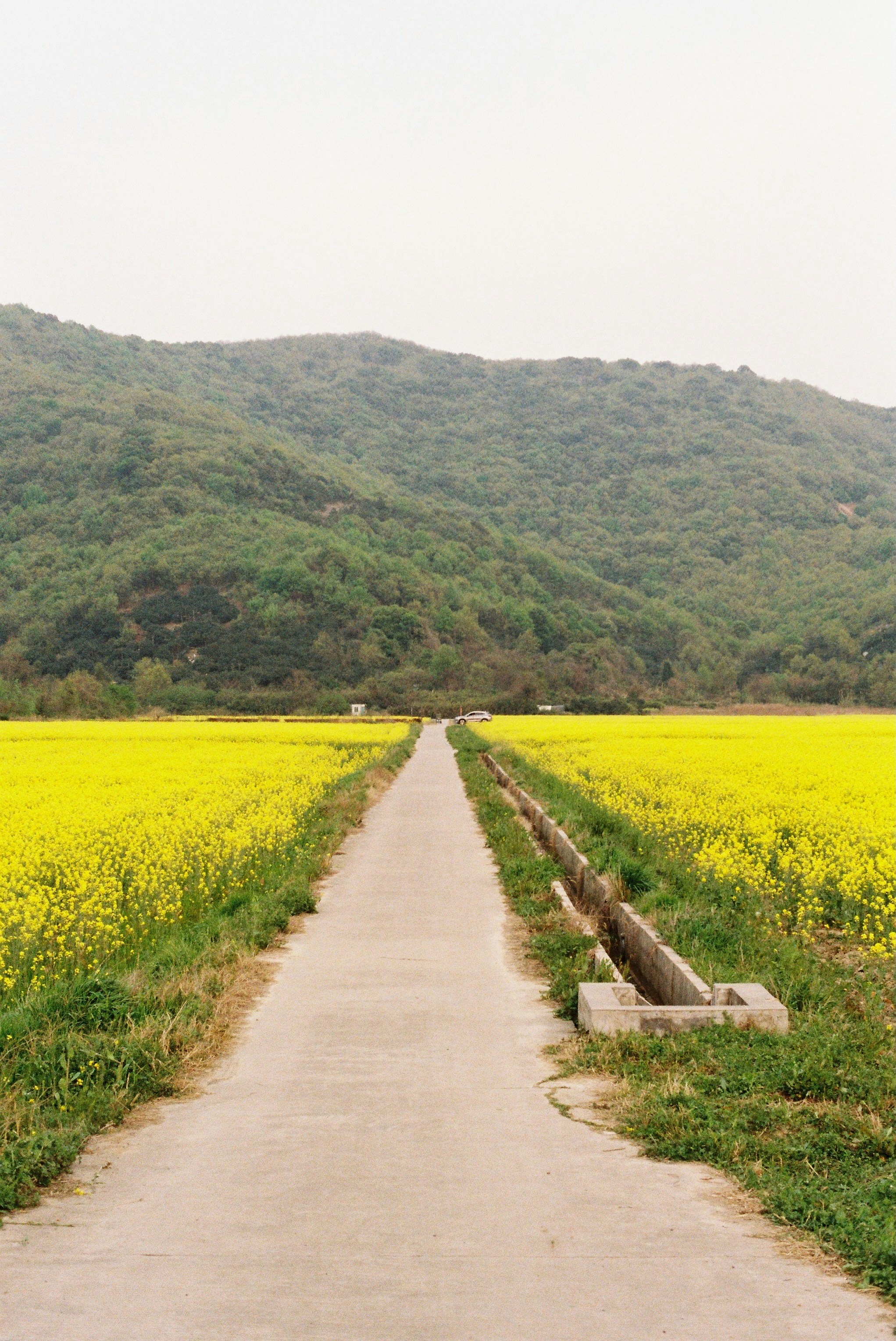 A paved path through a vibrant yellow flower field photo – Free Image ...