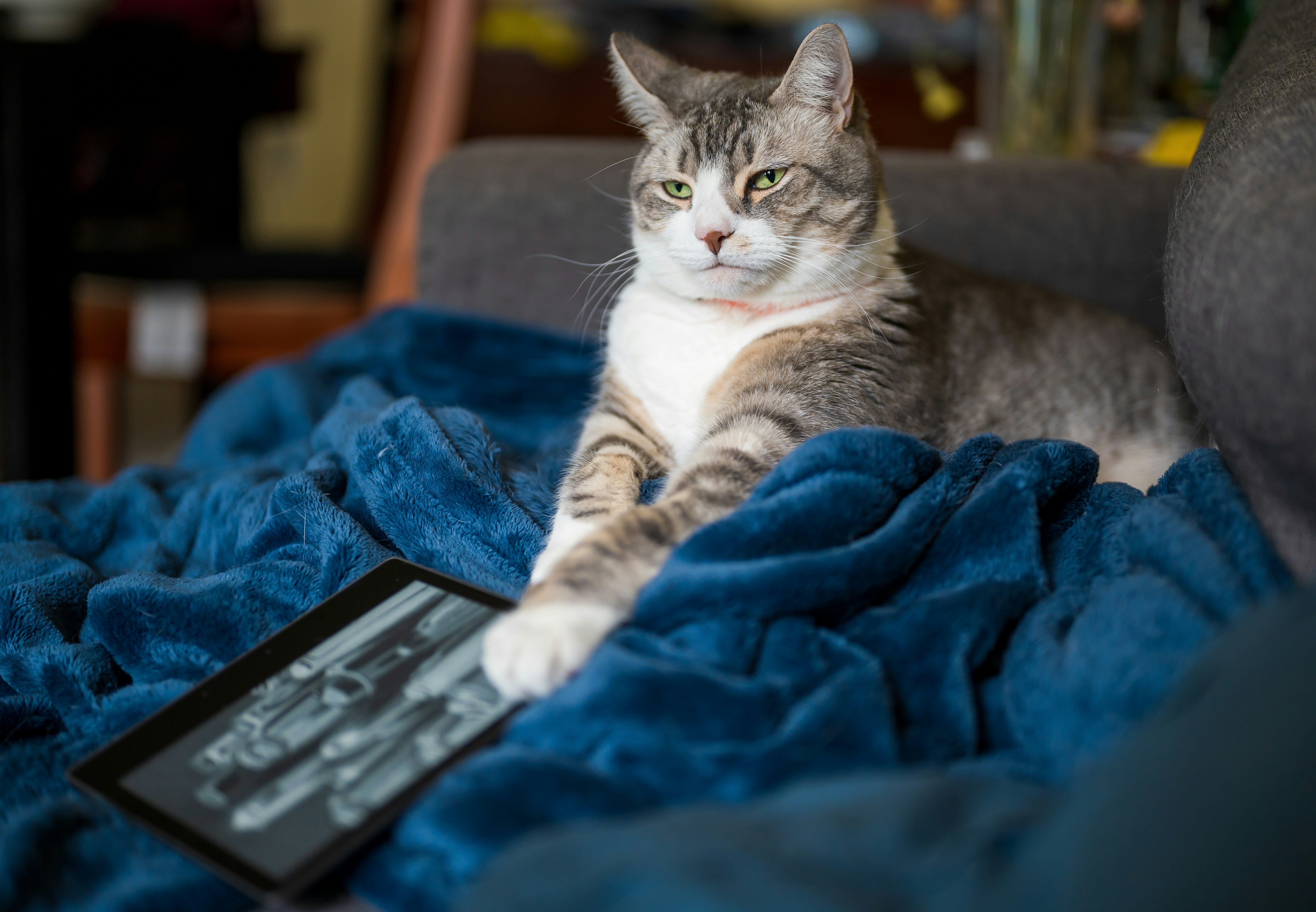 The Feline Scholar