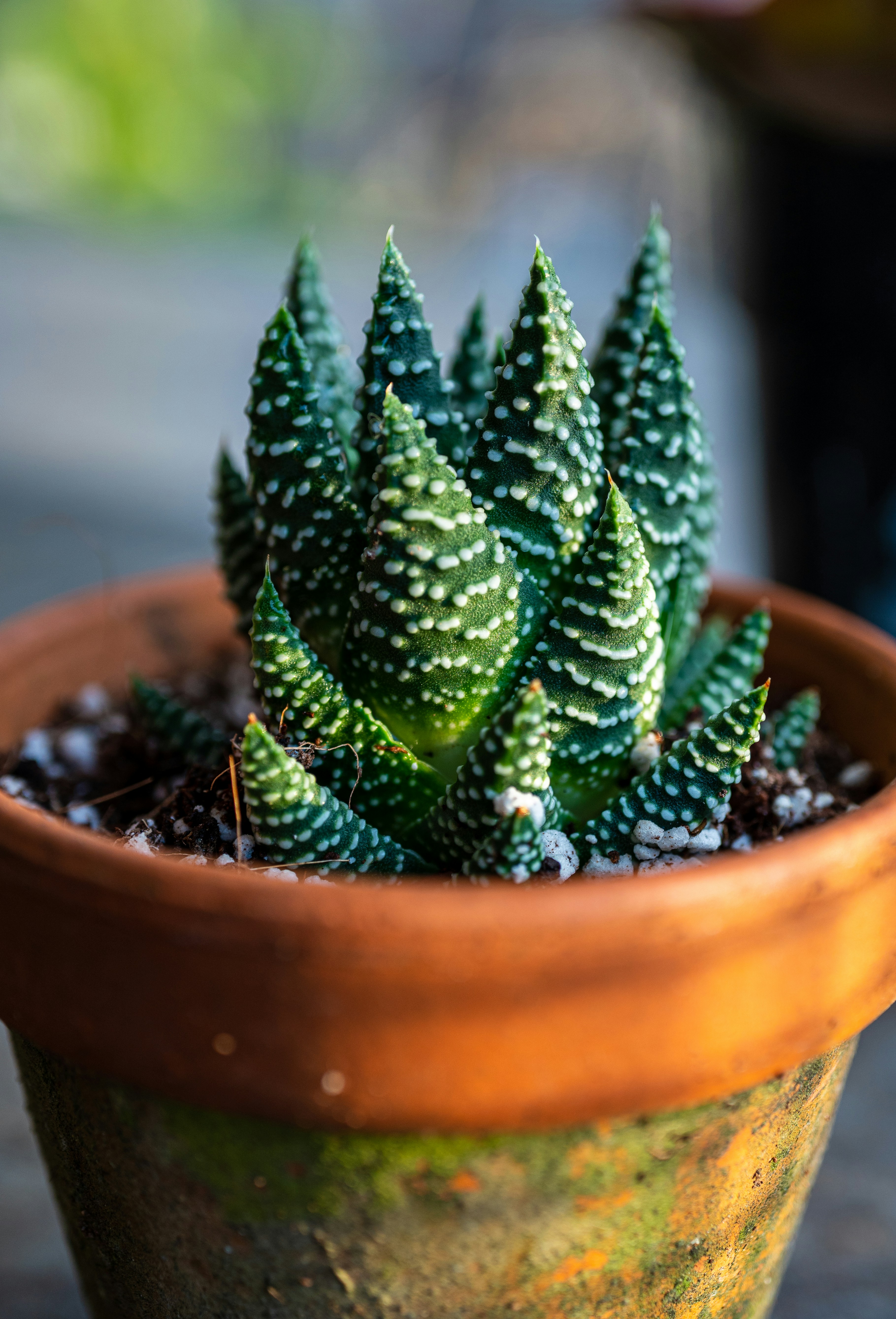 Verdant Crown: A Tiny Succulent Rising from Terracotta