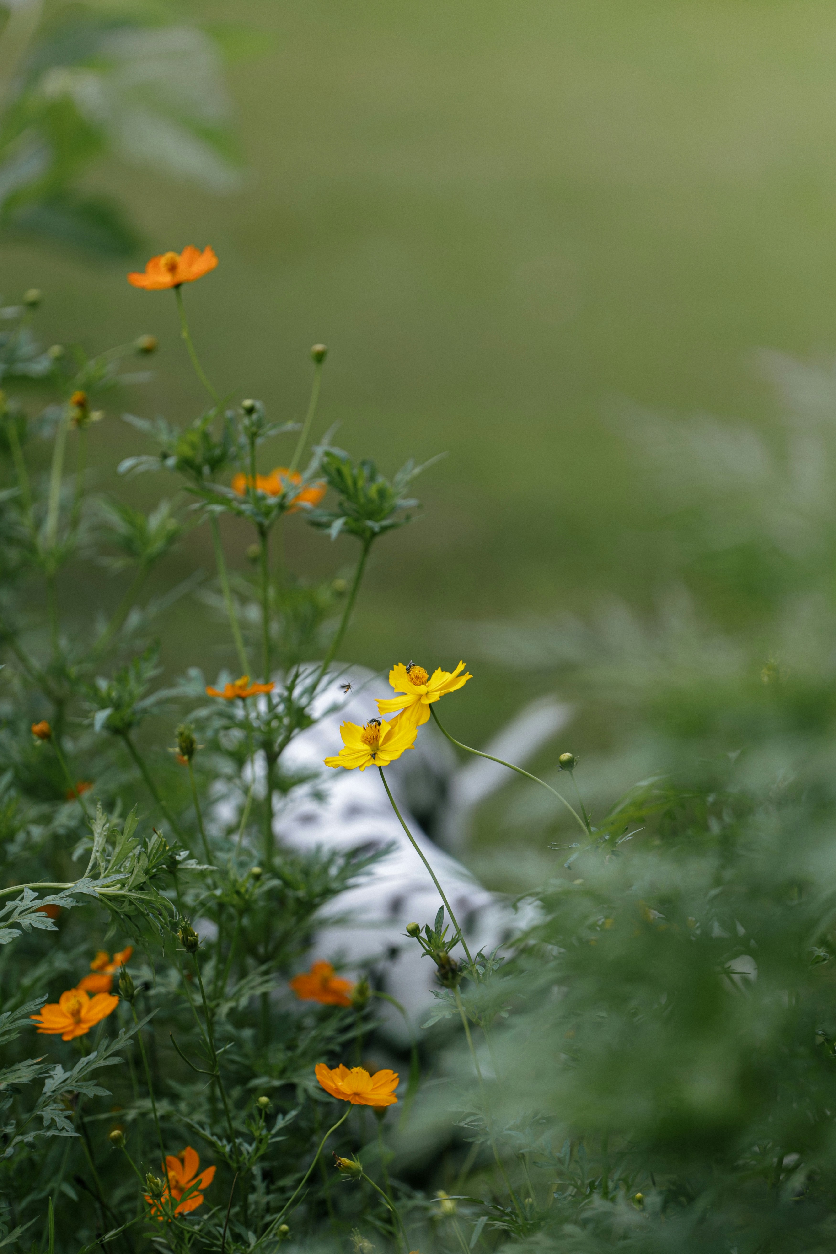 Floral Whispers in a Hidden Meadow