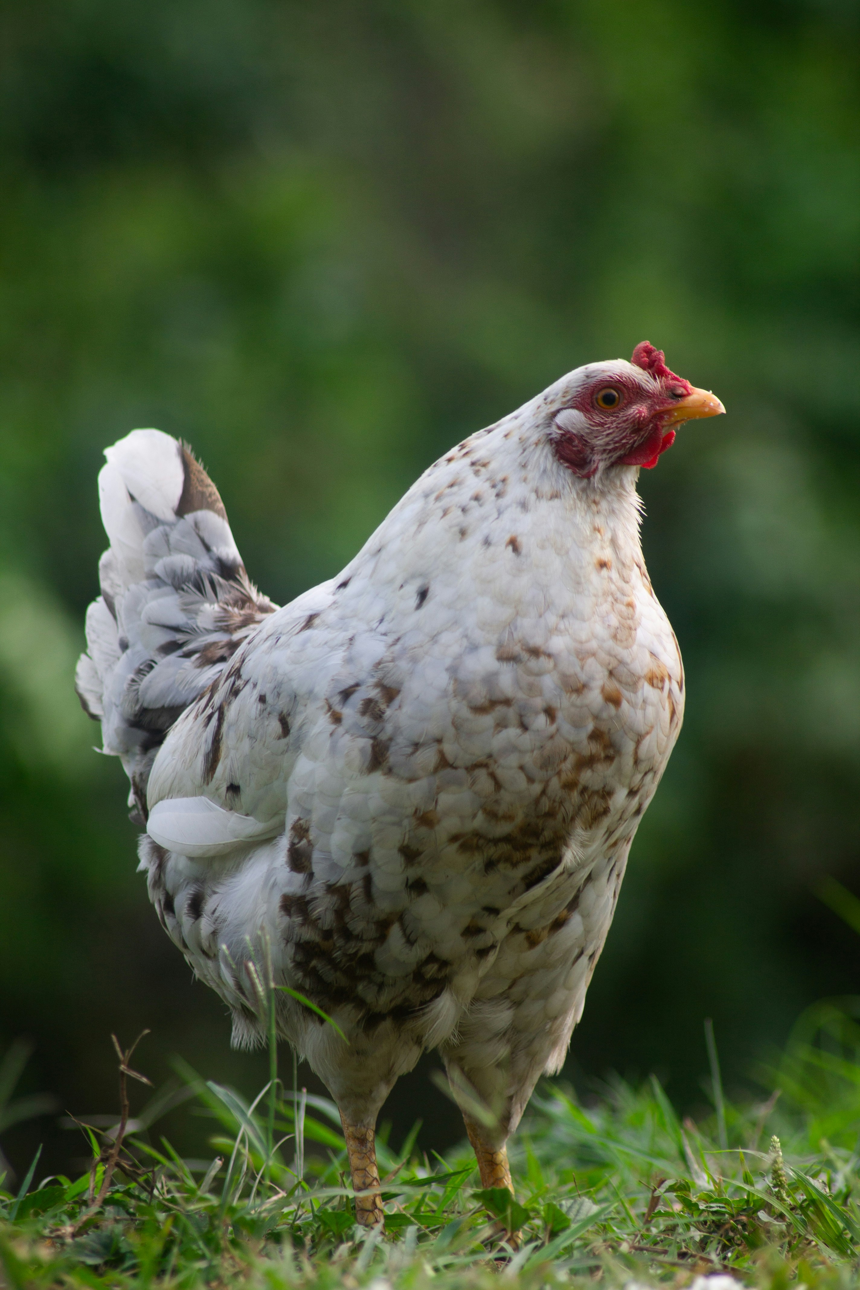 The Proud Feathered Sentinel