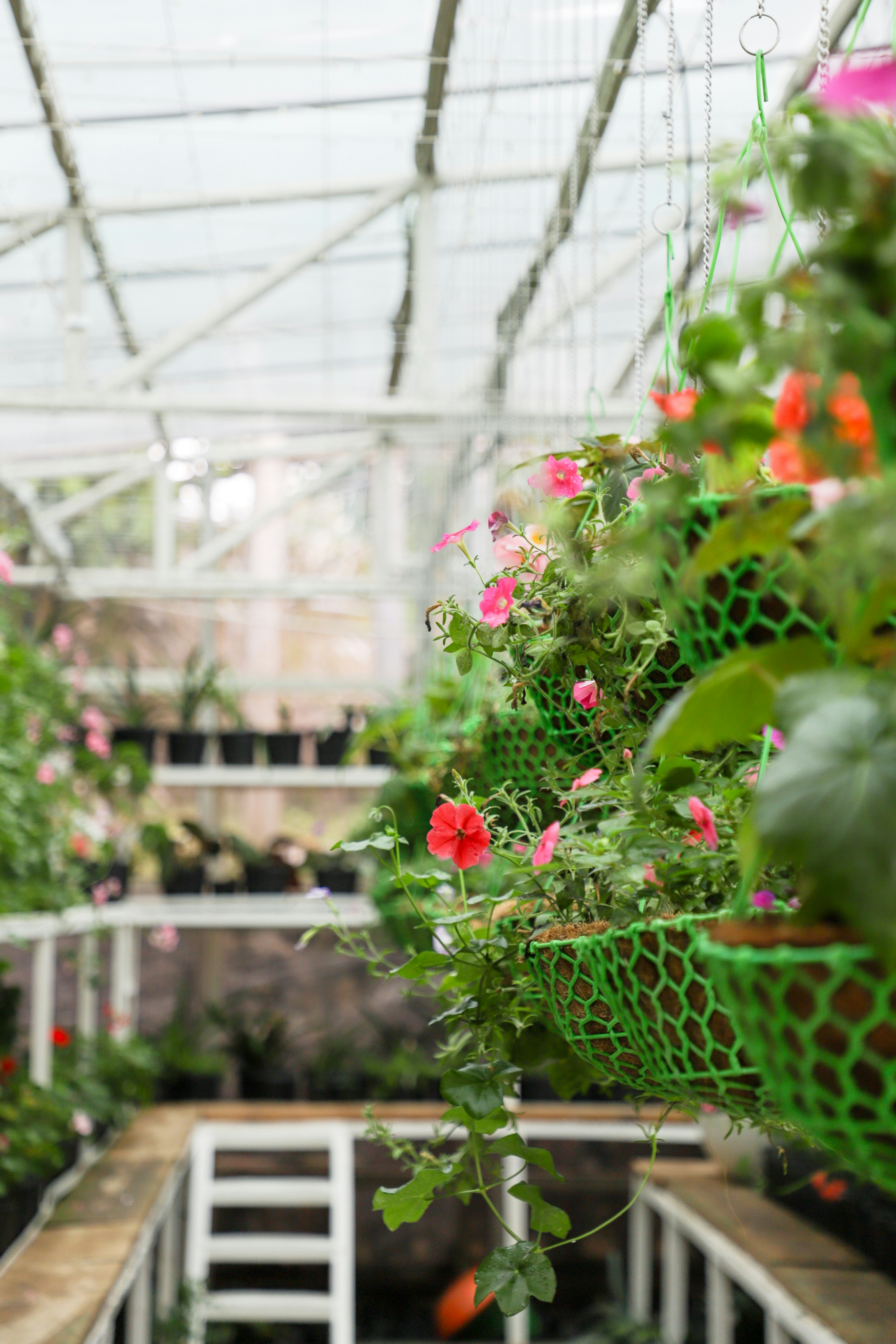 Verdant Harmony: A Greenhouse Oasis