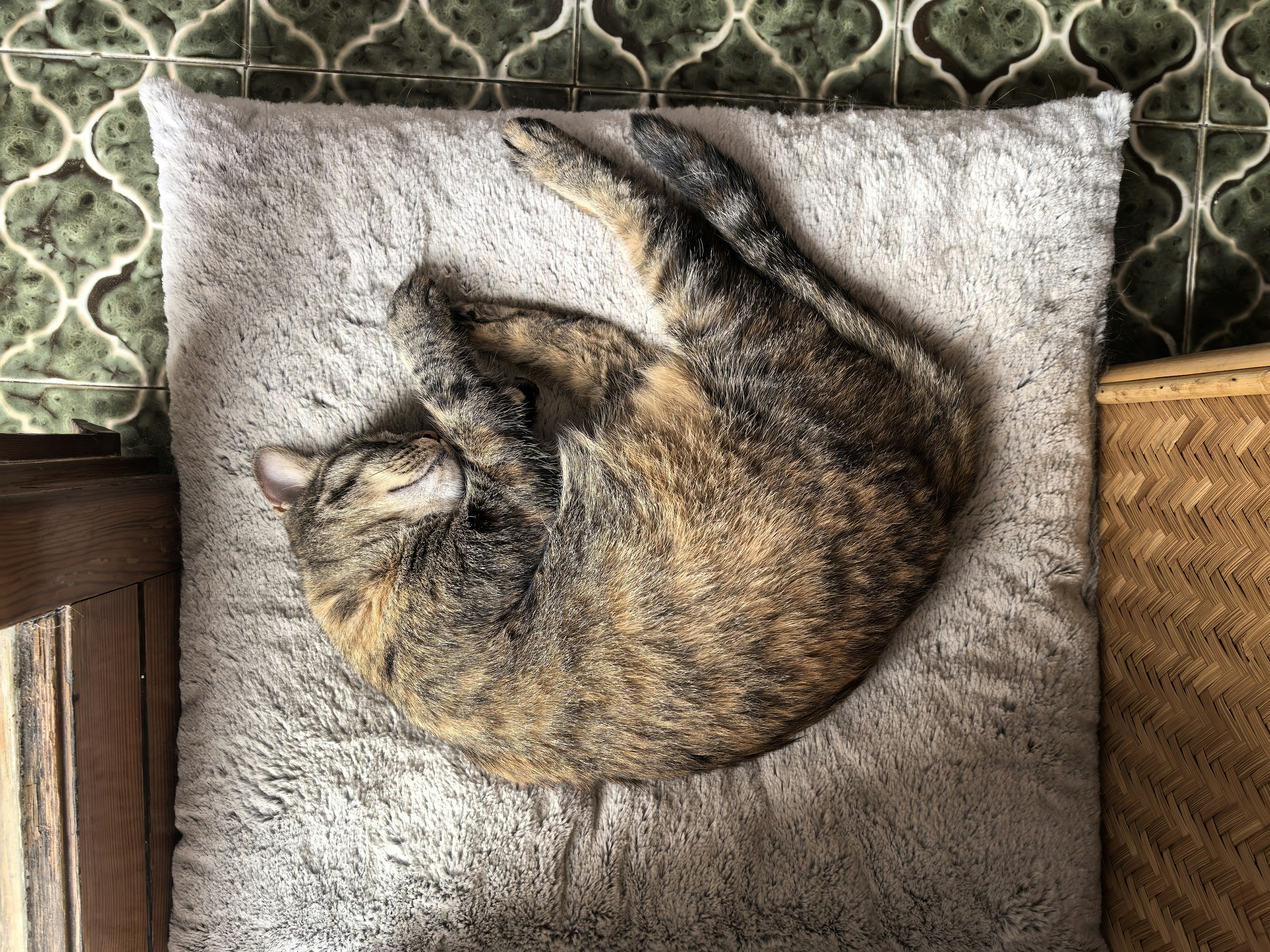 A cat curled up sleeping on a soft cushion.