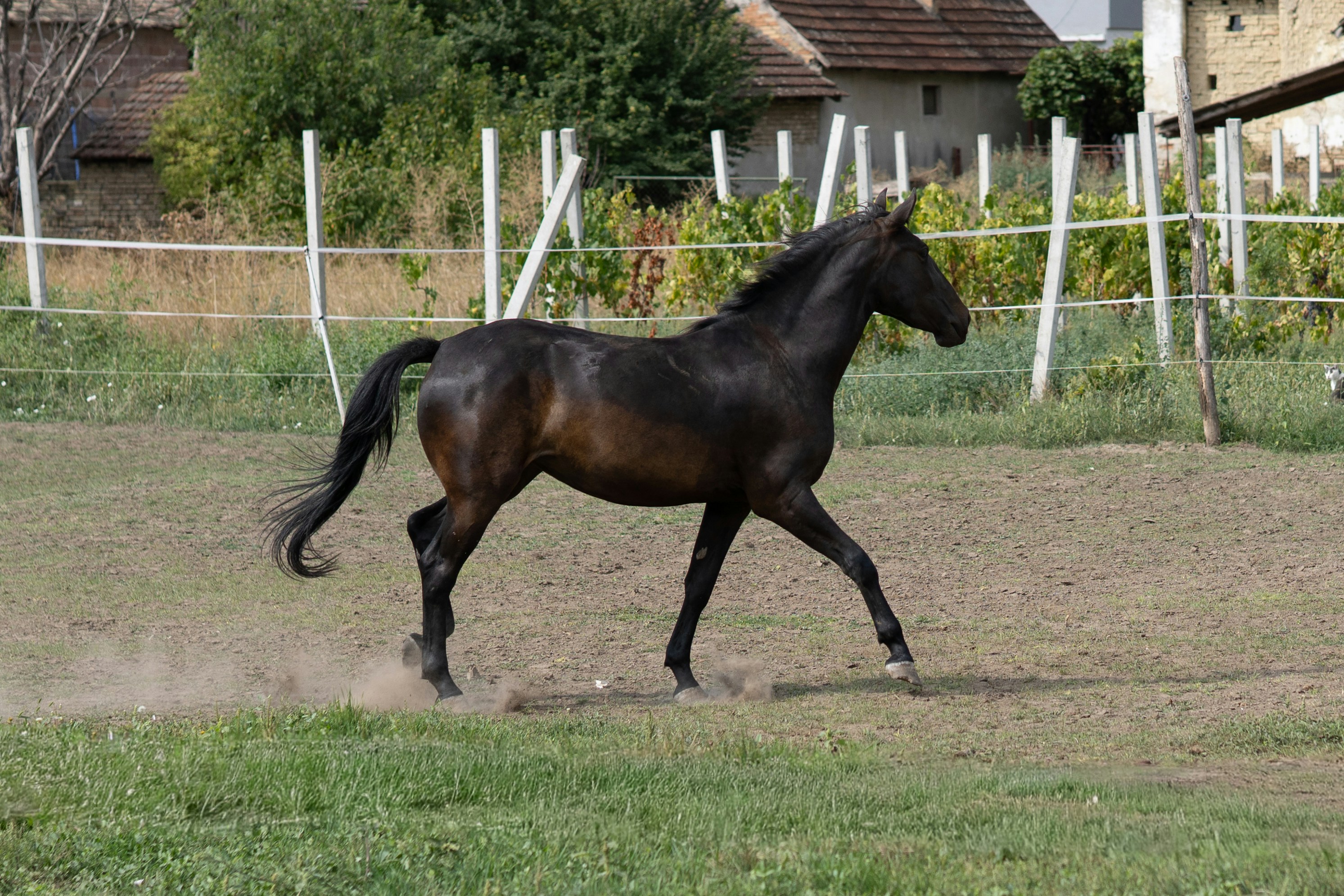 Graceful Gallop: A Horse in Motion