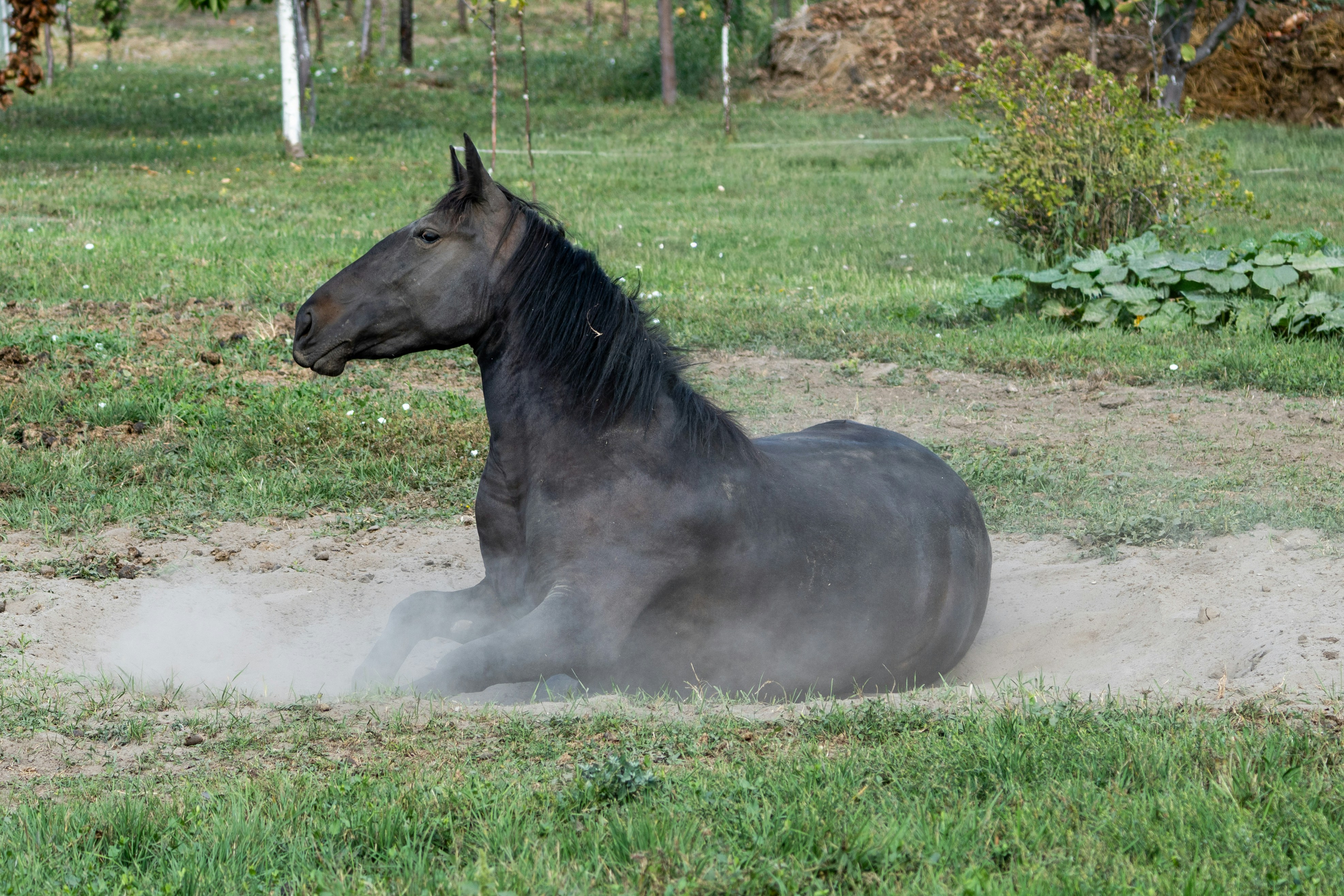 Dusty Lull: A Quiet Moment with a Black Stallion