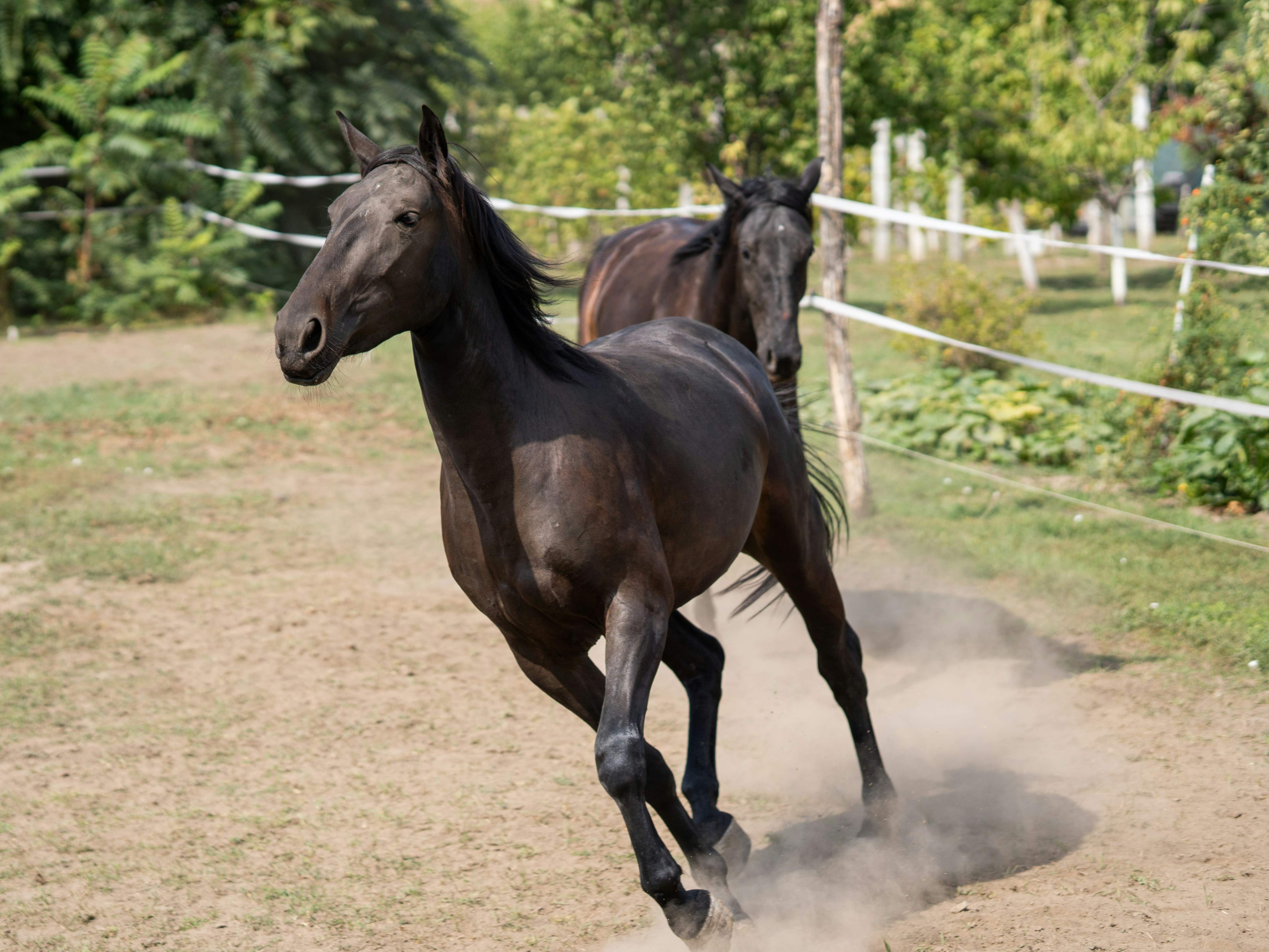 Sprint Through Dust: Two Black Stallions Rally in a Sunny Training Ring