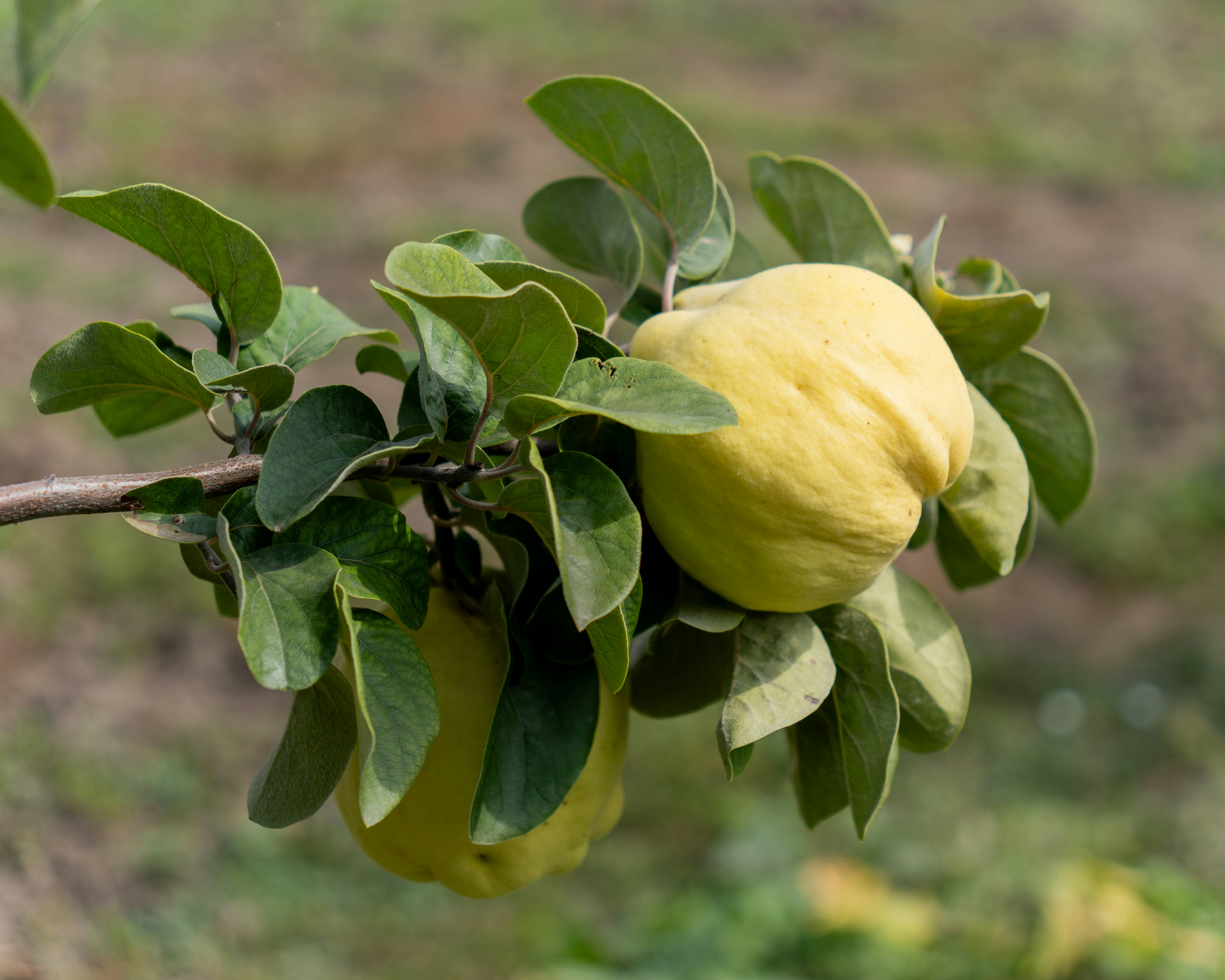 Golden Harvest: The Quince's Quiet Charm