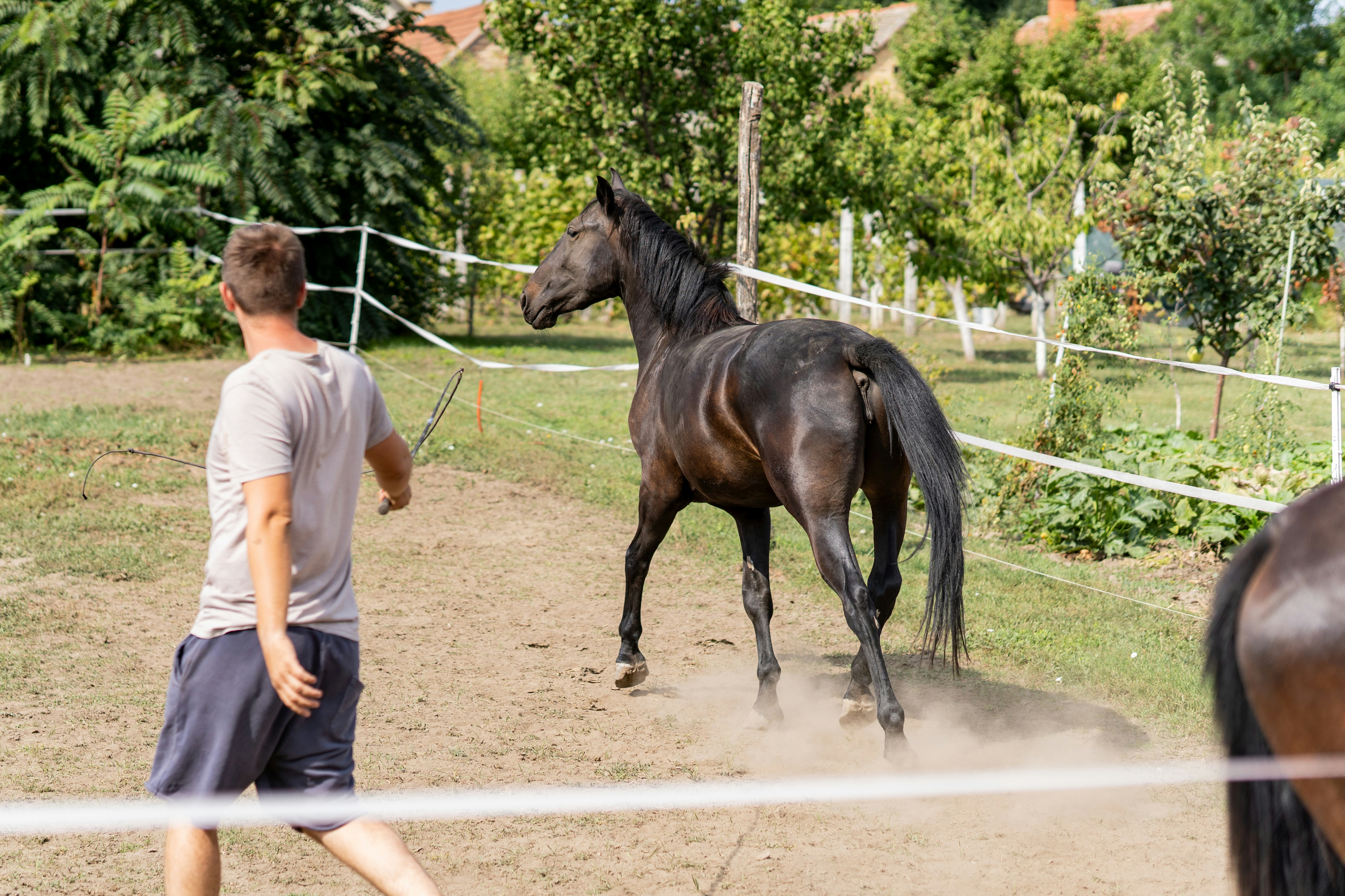 Dust and Determination: A Man and a Black Stallion in a Sunlit Arena